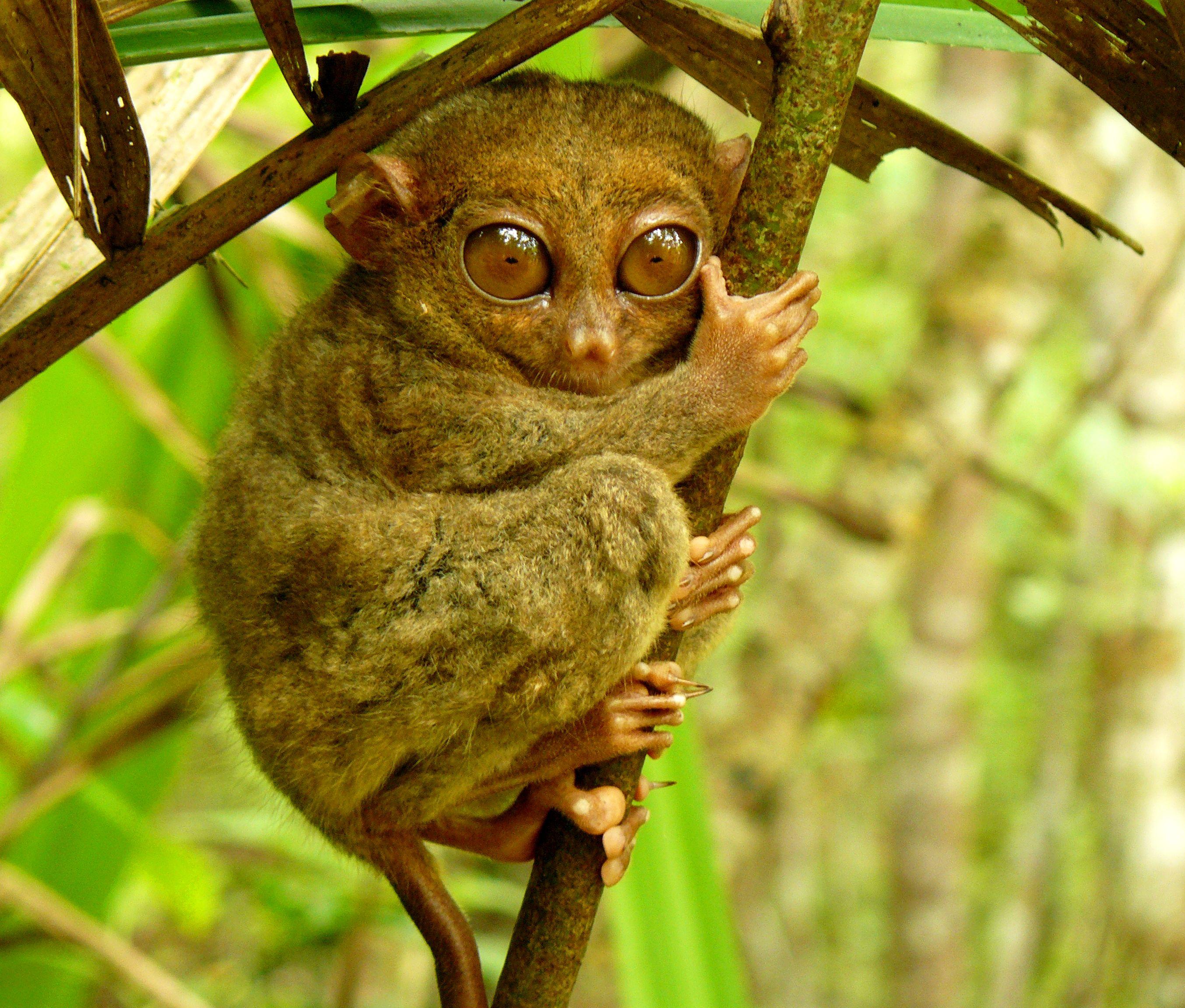 Tarsier Wallpapers - Top Free Tarsier Backgrounds - WallpaperAccess