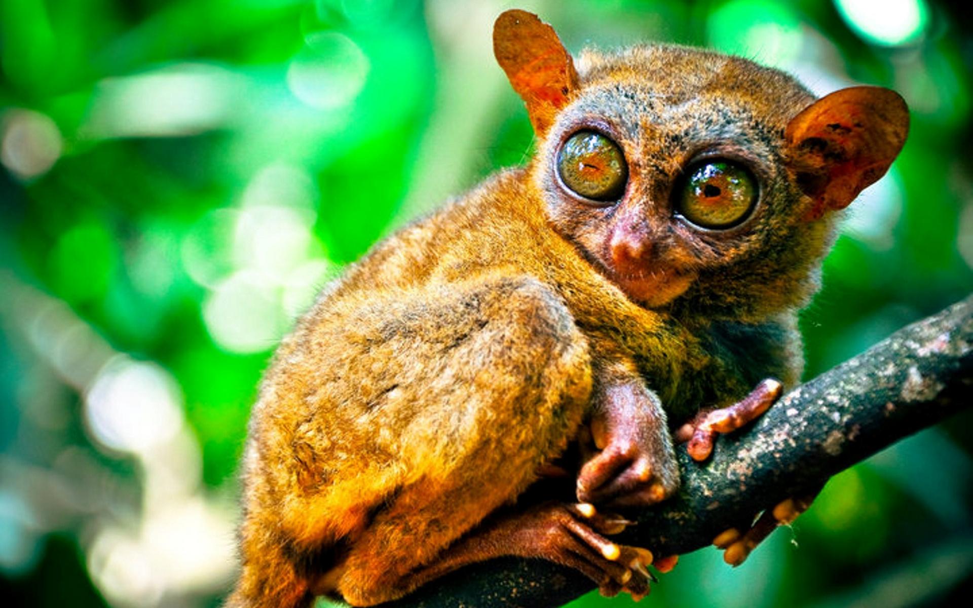 Tarsier Wallpapers - Top Free Tarsier Backgrounds - WallpaperAccess
