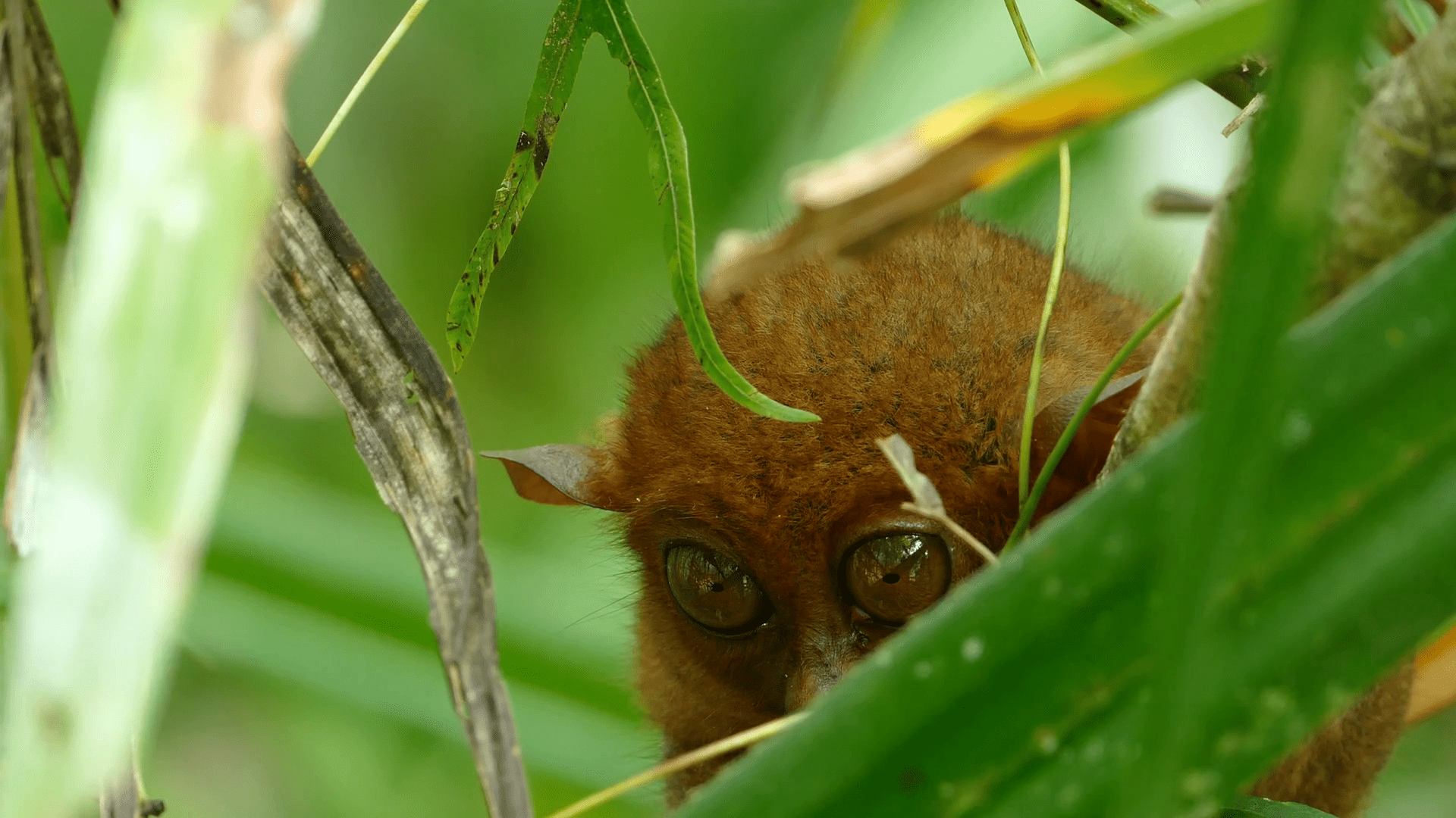Tarsier Wallpapers - Top Free Tarsier Backgrounds - WallpaperAccess
