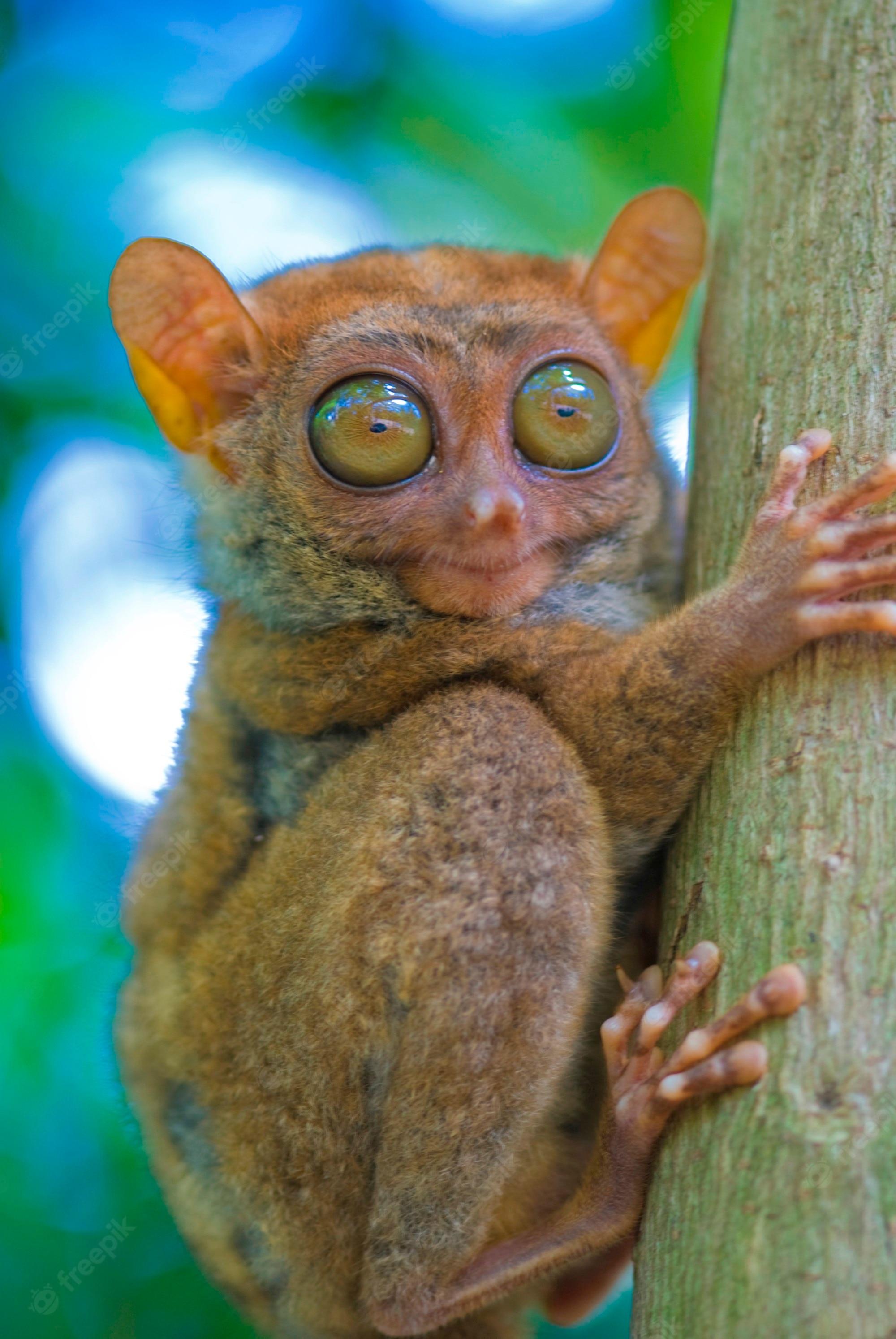Tarsier Wallpapers - Top Free Tarsier Backgrounds - WallpaperAccess