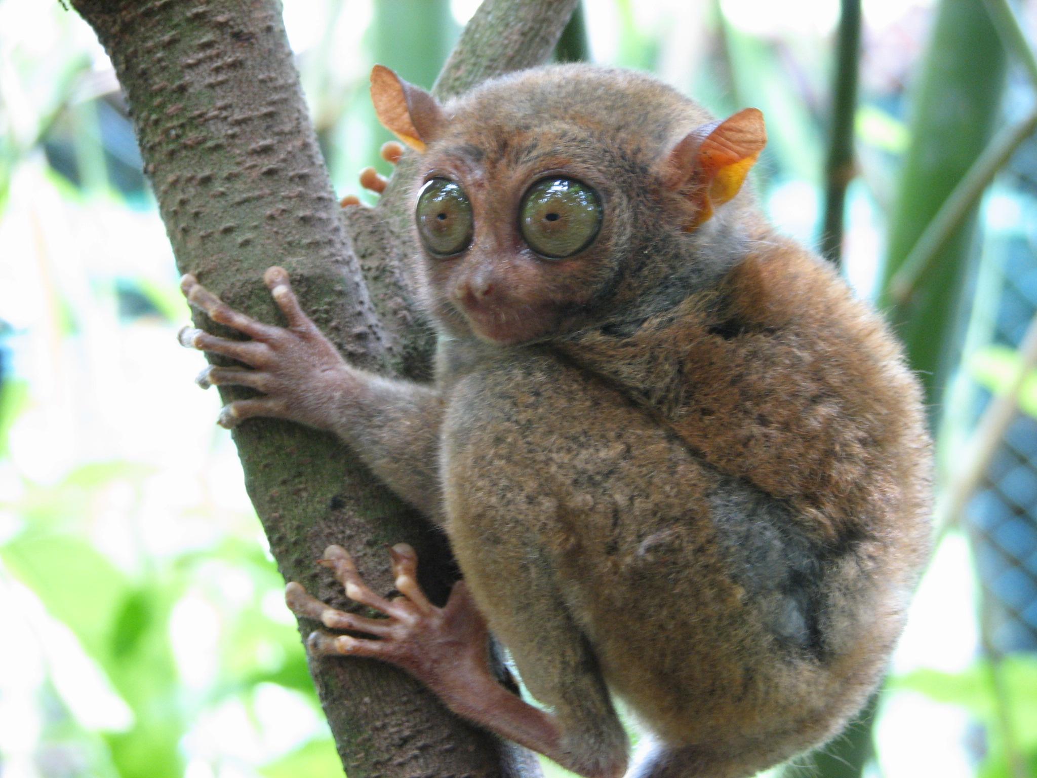Tarsier Wallpapers - Top Free Tarsier Backgrounds - WallpaperAccess