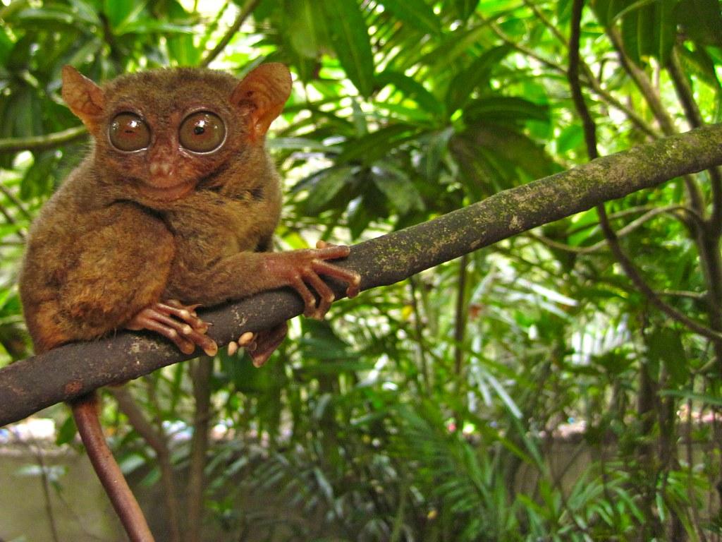 Tarsier Wallpapers - Top Free Tarsier Backgrounds - WallpaperAccess