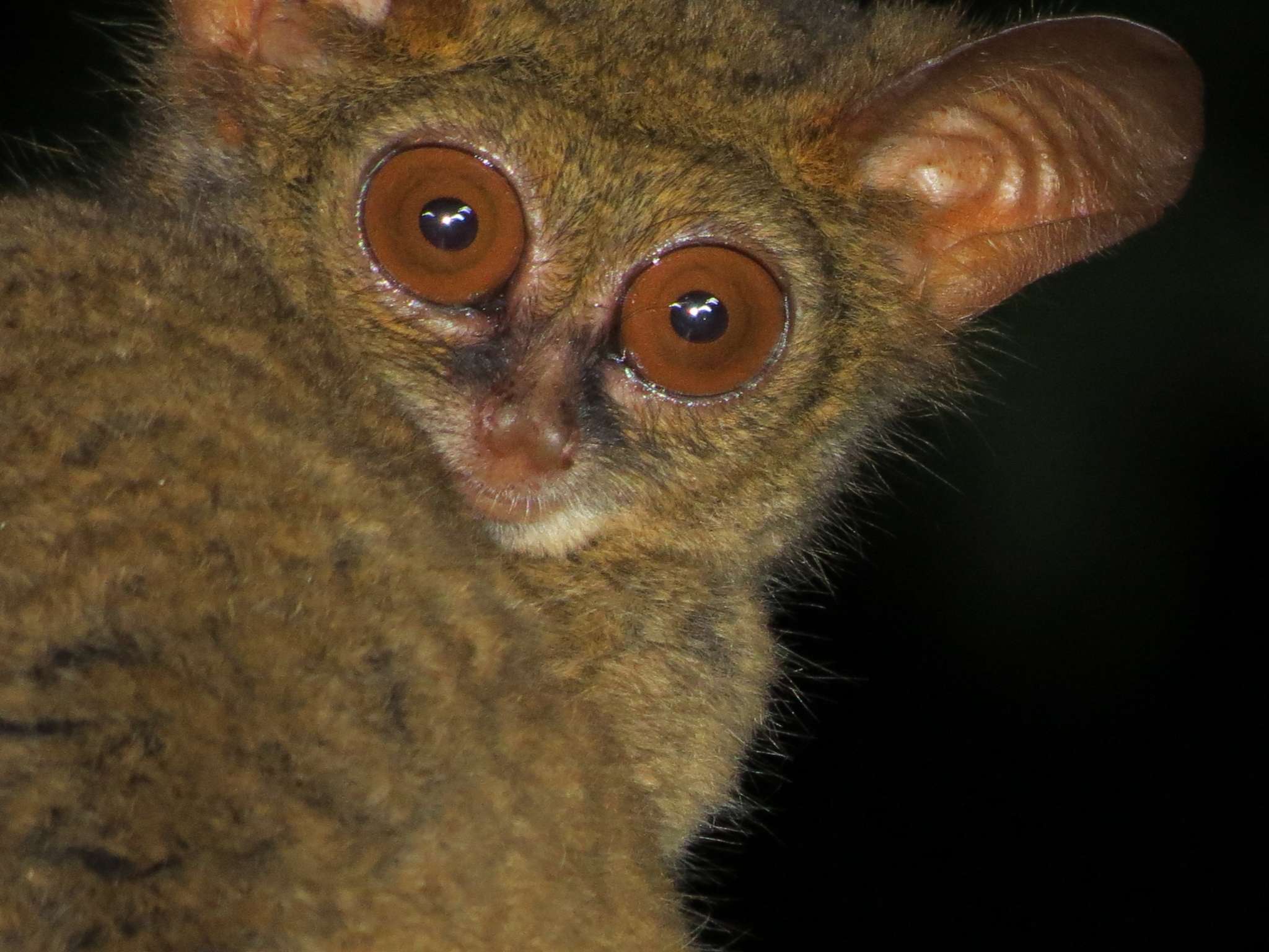 Tarsier Wallpapers - Top Free Tarsier Backgrounds - WallpaperAccess