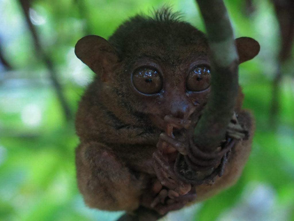 Tarsier Wallpapers - Top Free Tarsier Backgrounds - WallpaperAccess