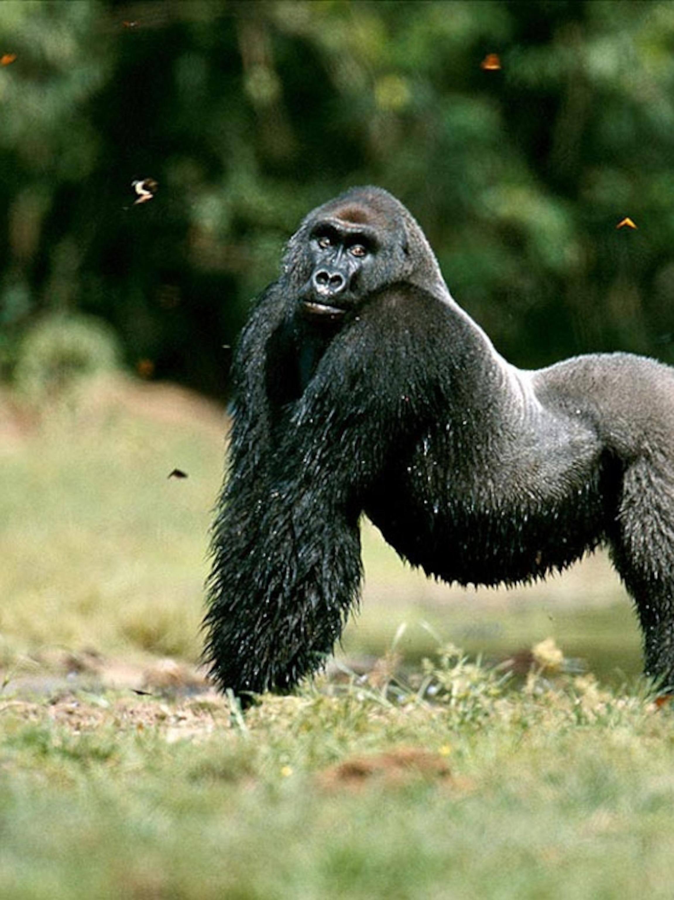 Gorrilla Wallpapers - Top Free Gorrilla Backgrounds - WallpaperAccess