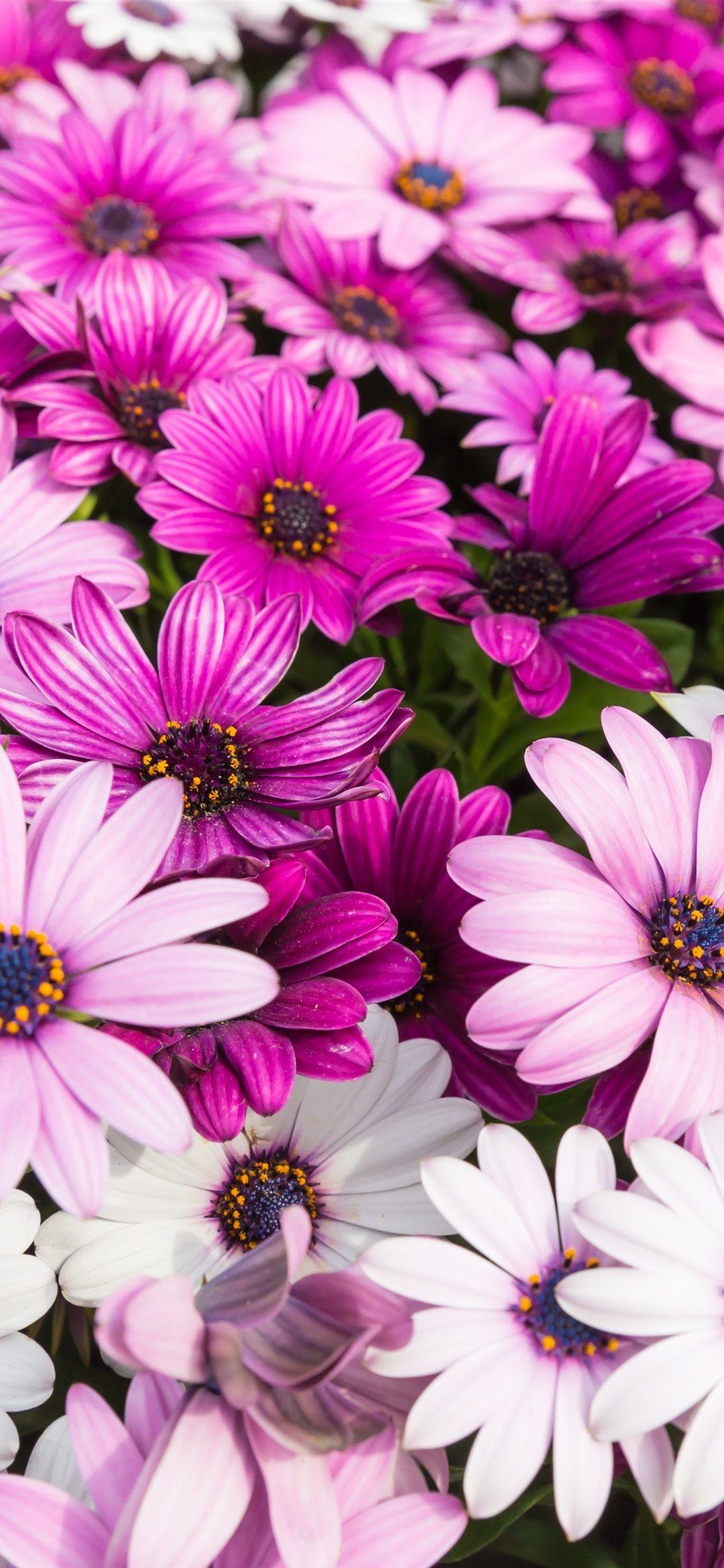 Pink Summer Flowers Wallpapers - Top Free Pink Summer Flowers ...