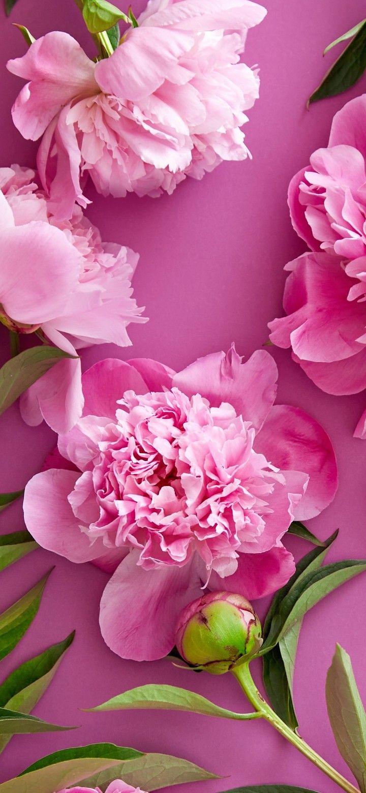 Pink Summer Flowers Wallpapers - Top Free Pink Summer Flowers ...