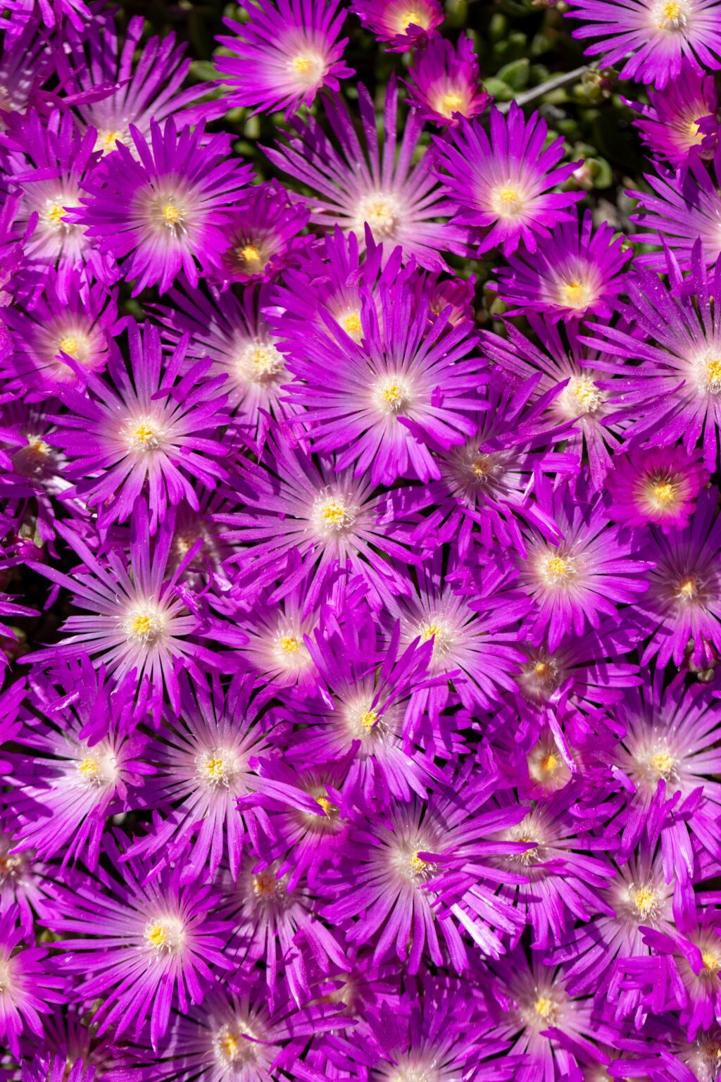 Pink Summer Flowers Wallpapers - Top Free Pink Summer Flowers ...