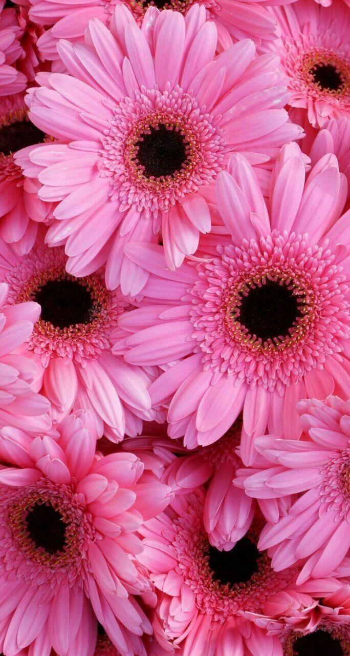 Pink Summer Flowers Wallpapers - Top Free Pink Summer Flowers ...