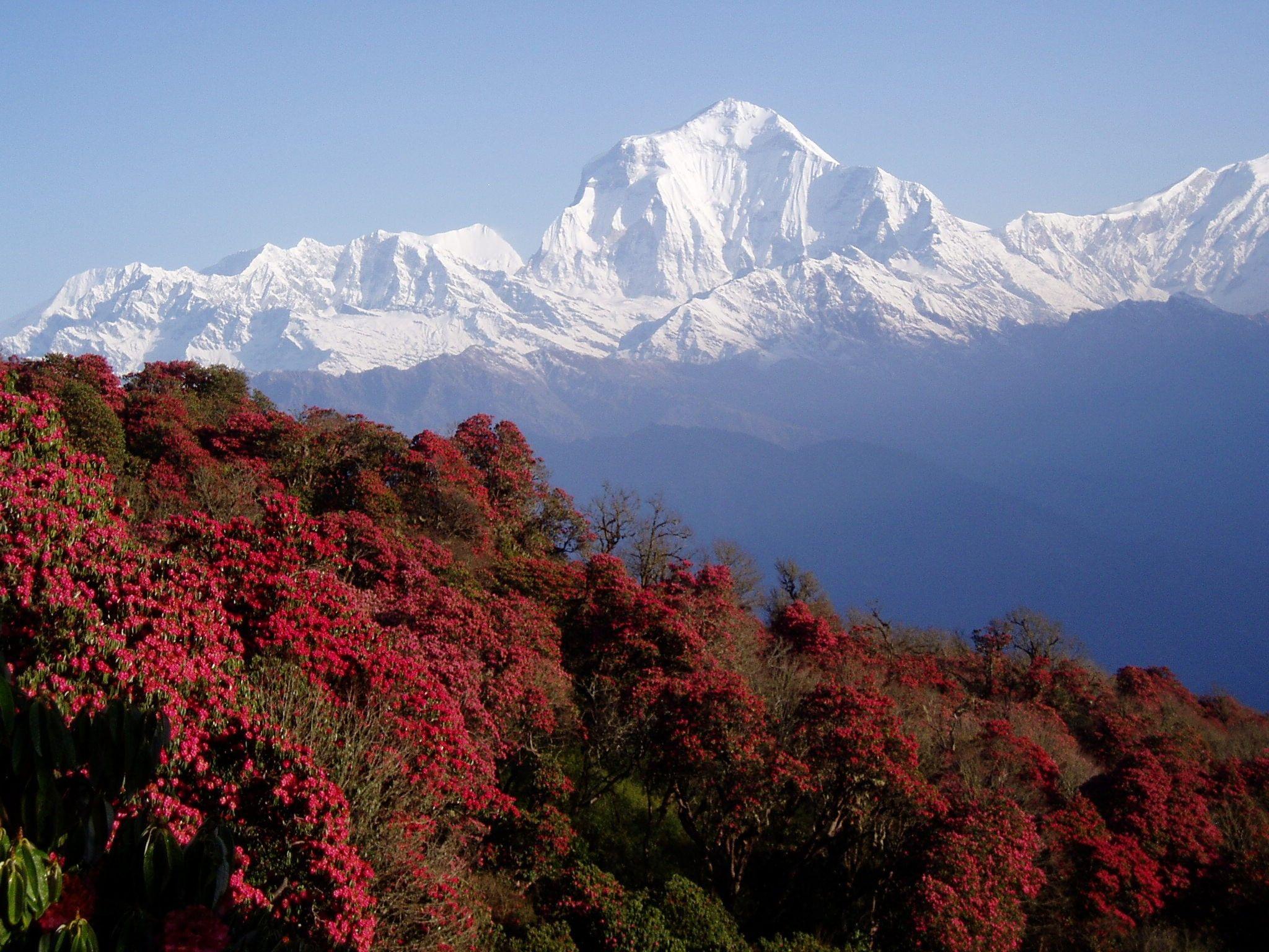 Nepal Forest Wallpapers - Top Free Nepal Forest Backgrounds ...