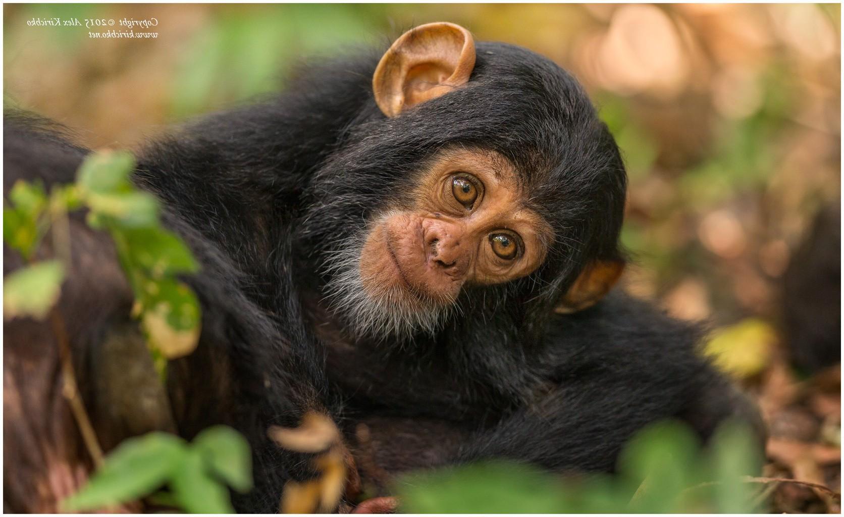 Monkey HD Wallpapers - Top Free Monkey HD Backgrounds - WallpaperAccess