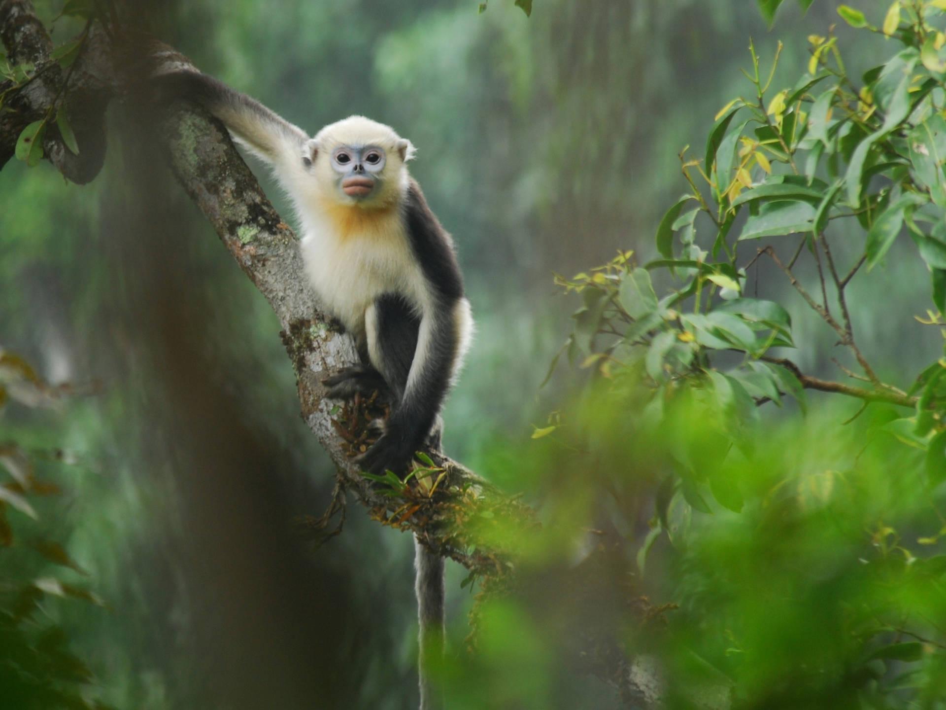 Monkey HD Wallpapers - Top Free Monkey HD Backgrounds - WallpaperAccess