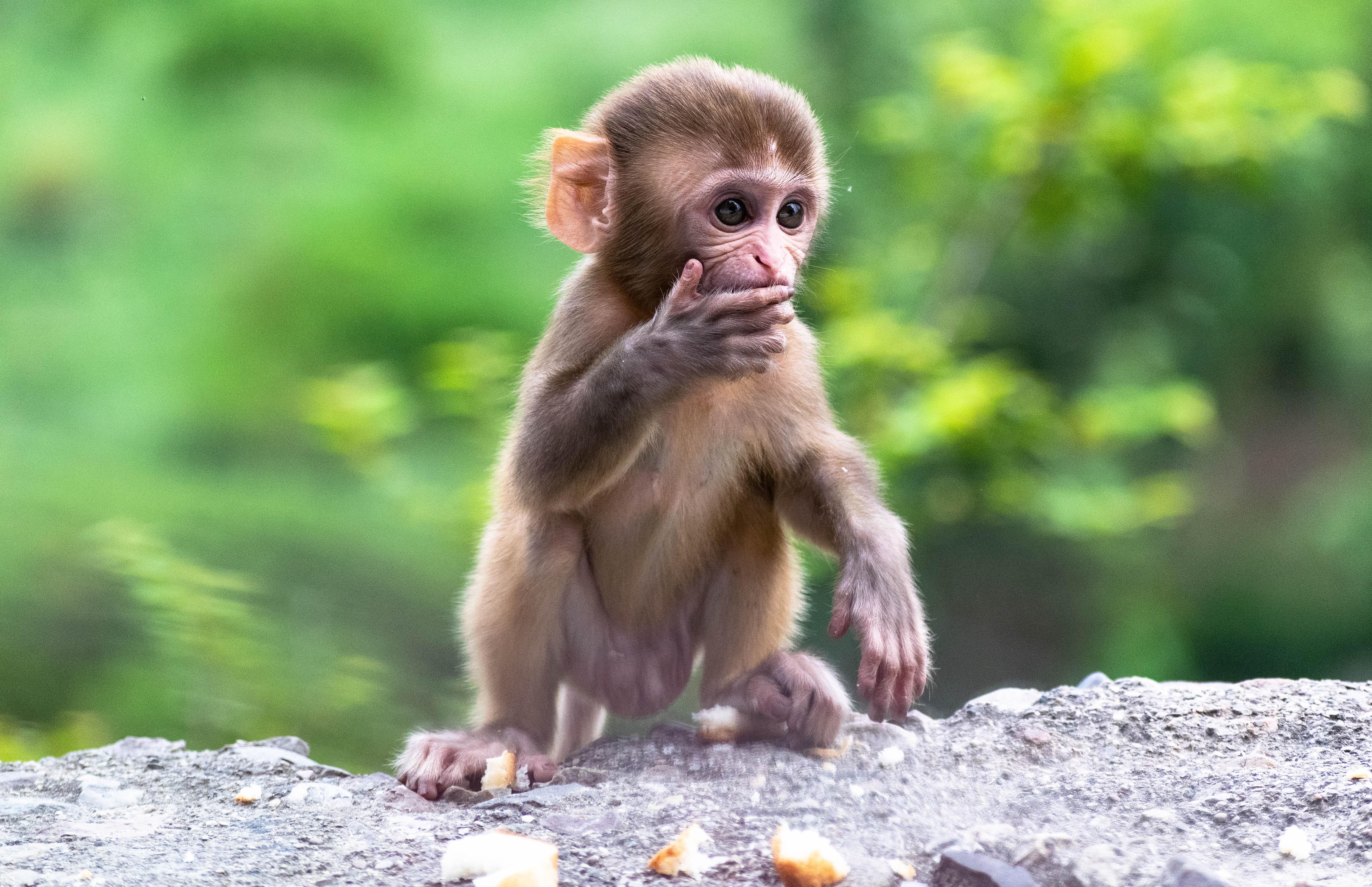 Monkey HD Wallpapers - Top Free Monkey HD Backgrounds - WallpaperAccess