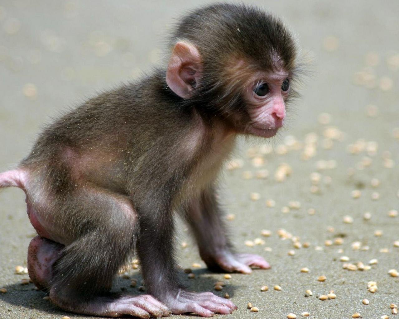 Monkey HD Wallpapers - Top Free Monkey HD Backgrounds - WallpaperAccess