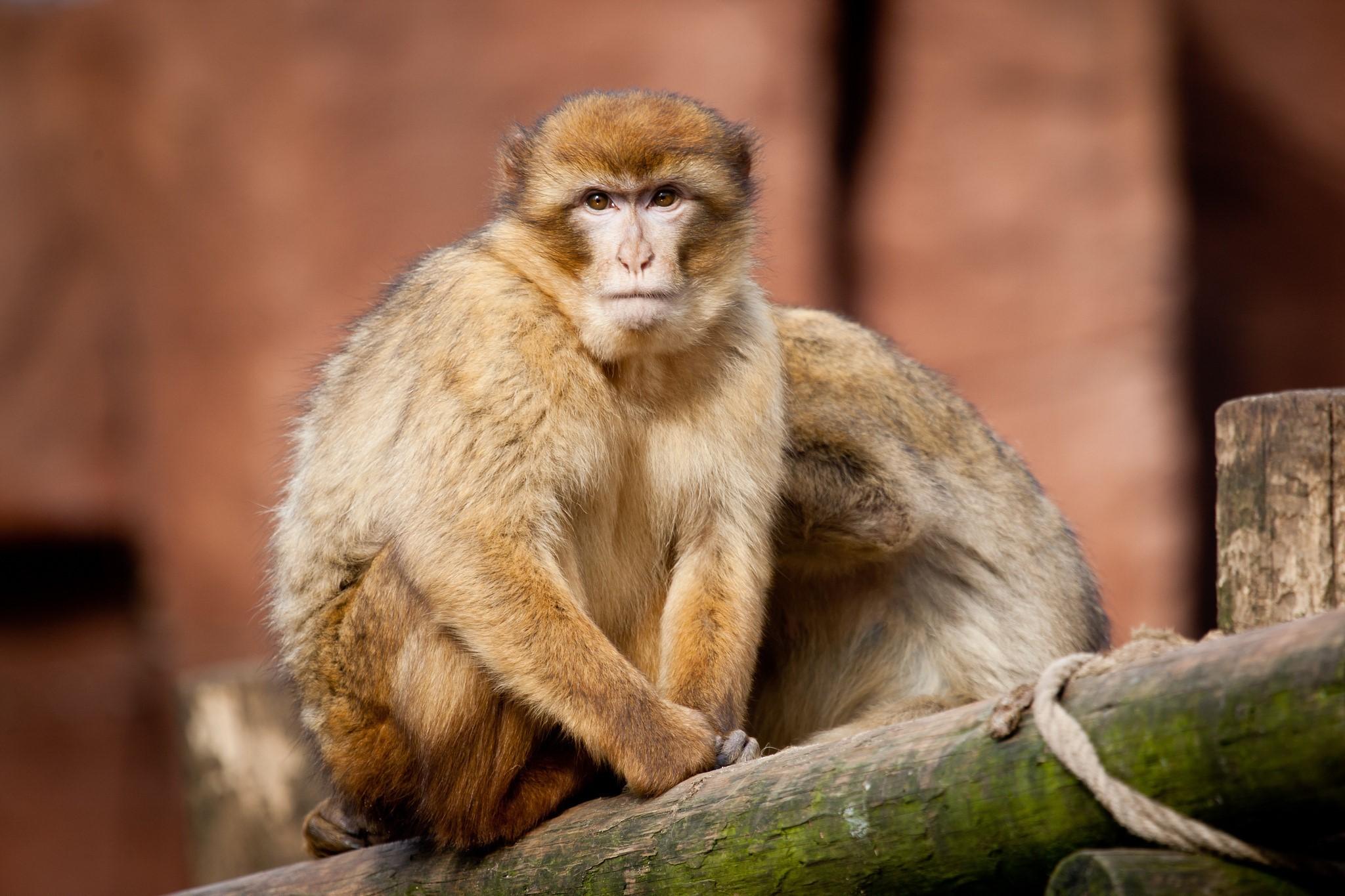 Monkey HD Wallpapers - Top Free Monkey HD Backgrounds - WallpaperAccess