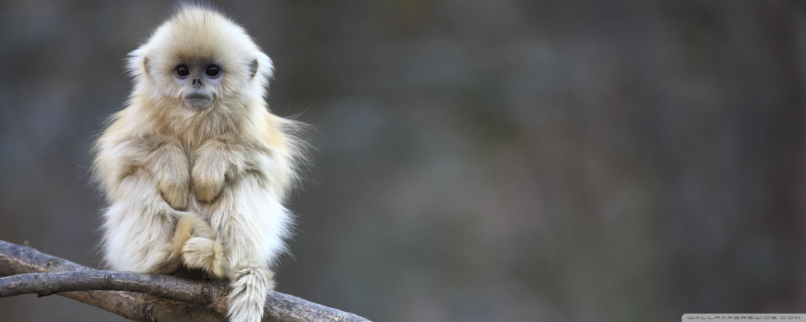 Monkey HD Wallpapers - Top Free Monkey HD Backgrounds - WallpaperAccess