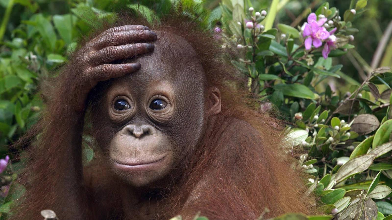 Monkey HD Wallpapers - Top Free Monkey HD Backgrounds - WallpaperAccess