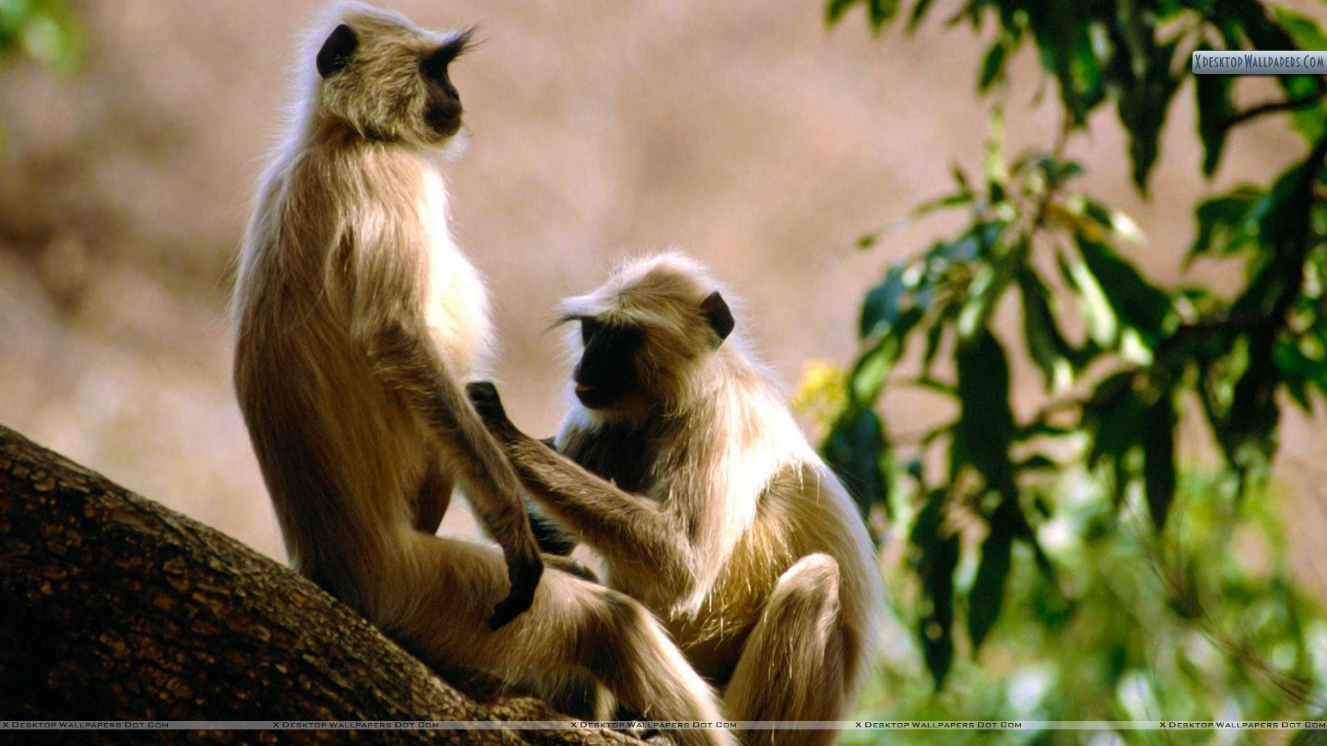 Monkey HD Wallpapers - Top Free Monkey HD Backgrounds - WallpaperAccess