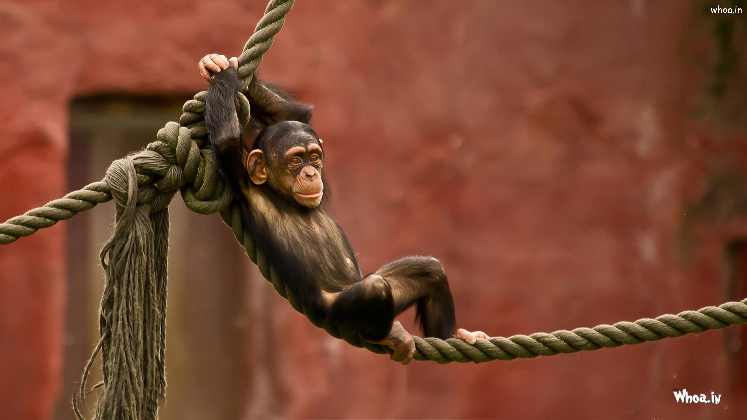 Monkey HD Wallpapers - Top Free Monkey HD Backgrounds - WallpaperAccess