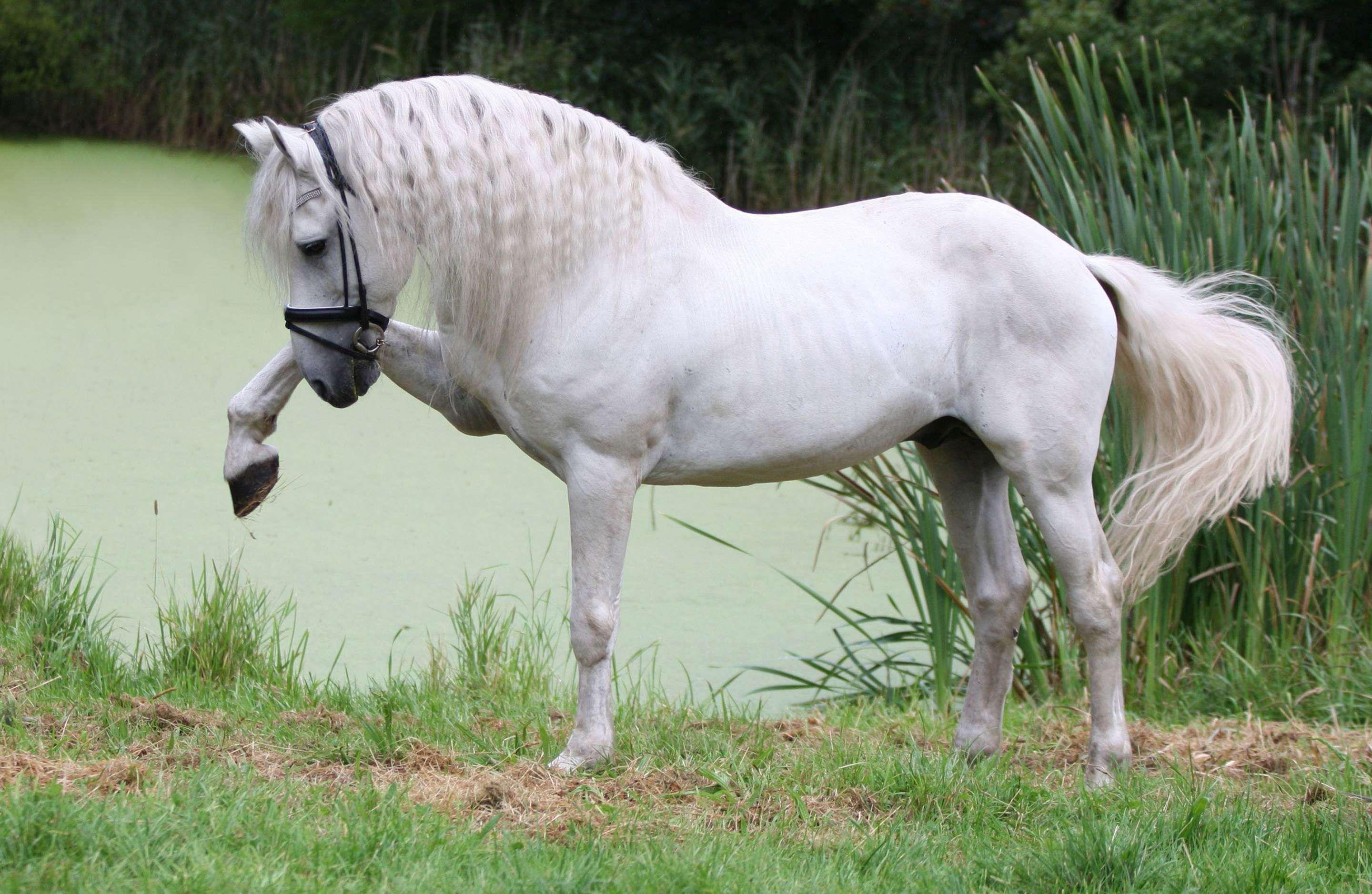 Andalusian Horse Wallpapers - Top Free Andalusian Horse Backgrounds ...