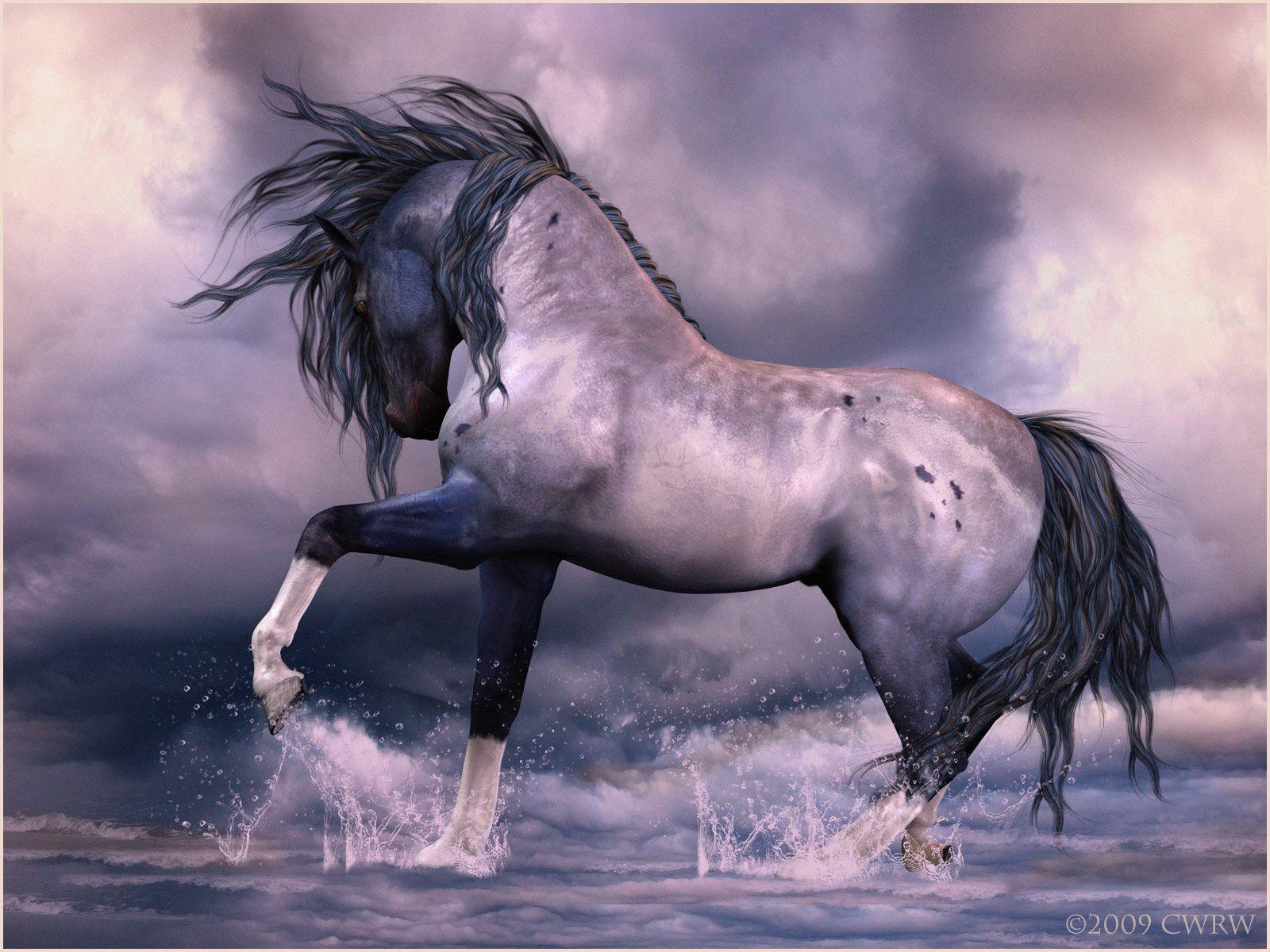 Andalusian Horse Wallpapers - Top Free Andalusian Horse Backgrounds ...