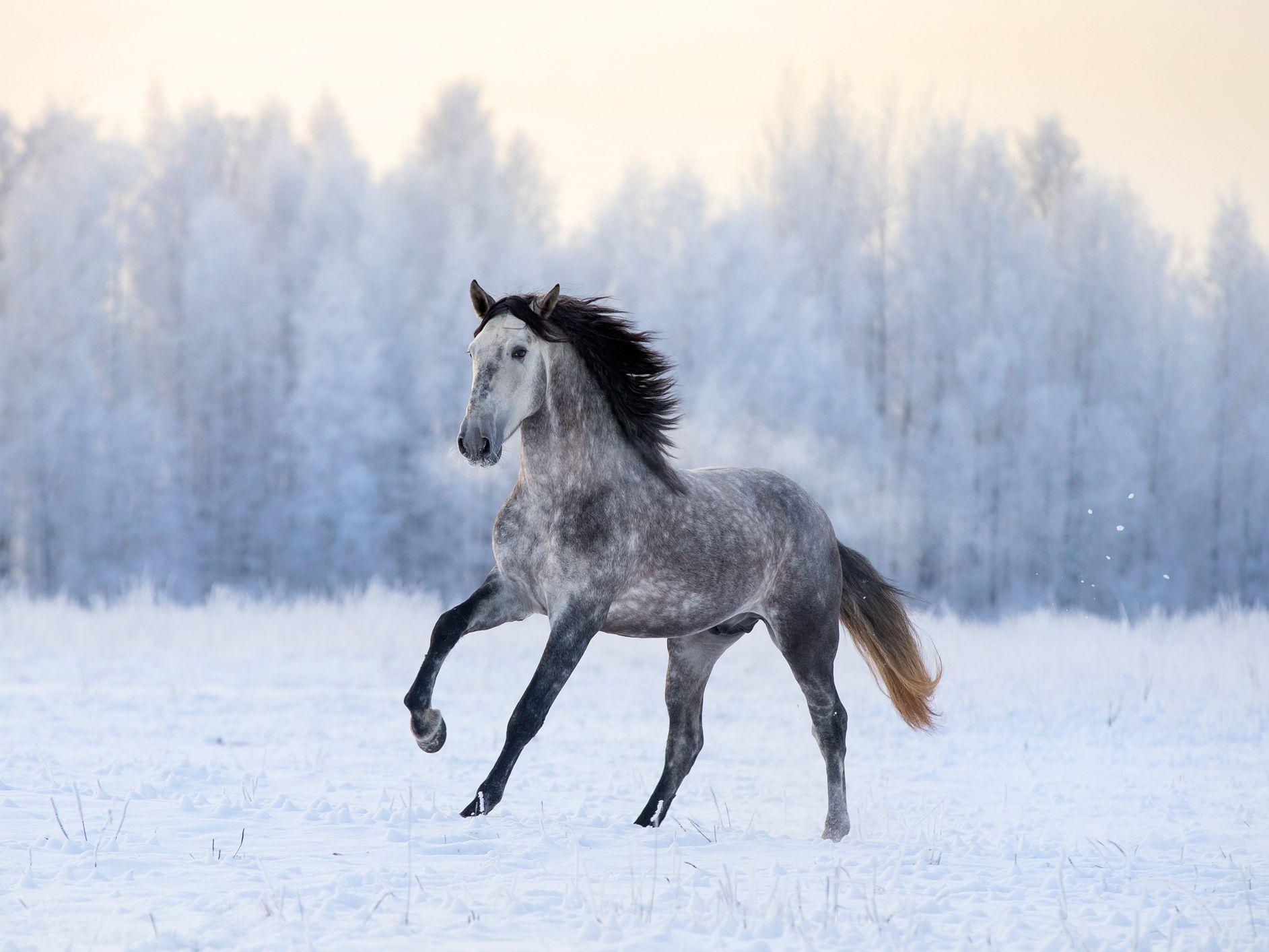 Andalusian Horse Wallpapers - Top Free Andalusian Horse Backgrounds ...