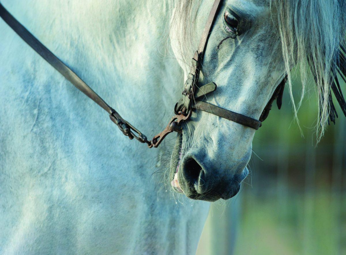 Andalusian Horse Wallpapers - Top Free Andalusian Horse Backgrounds ...