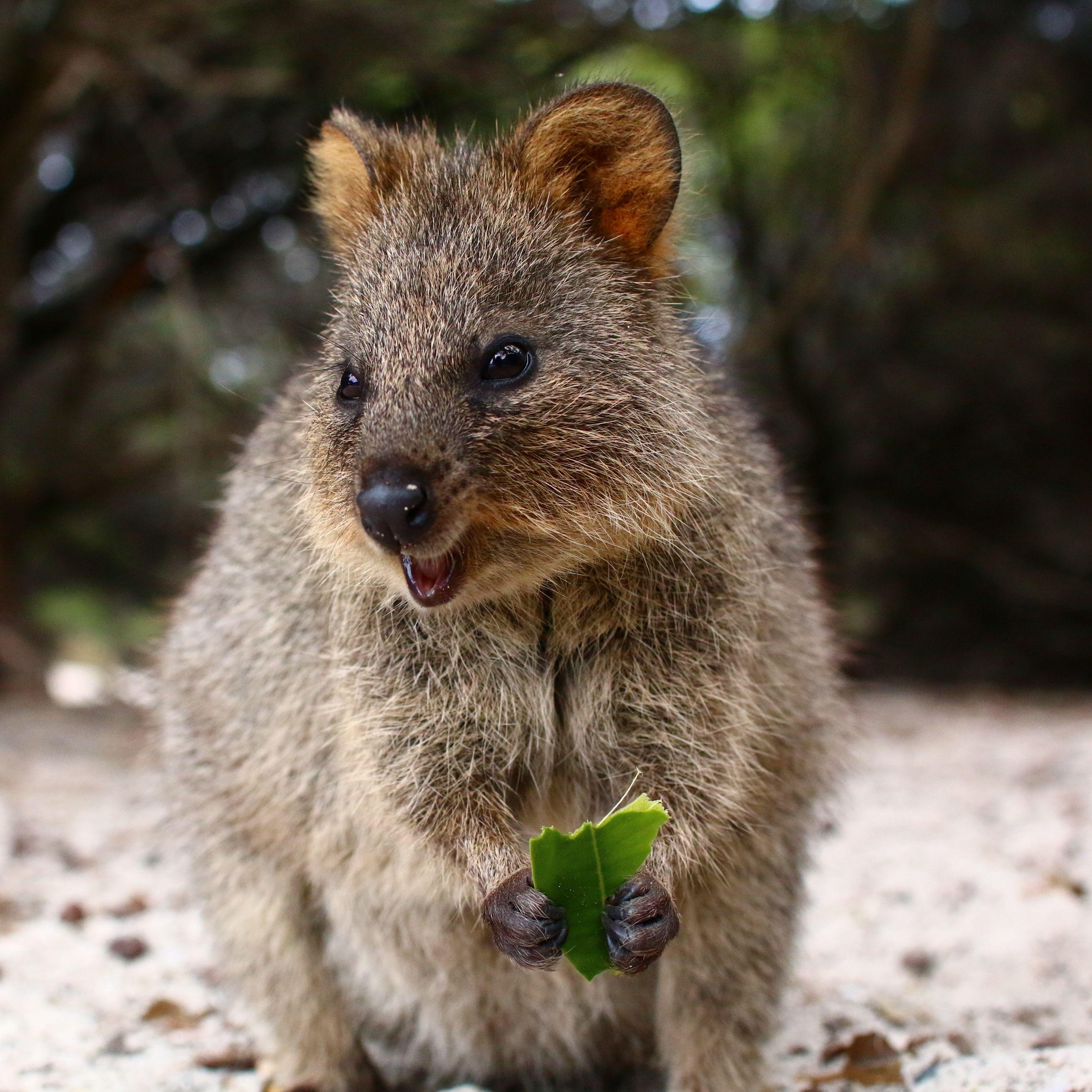 Food Animal Wallpapers - Top Free Food Animal Backgrounds - WallpaperAccess