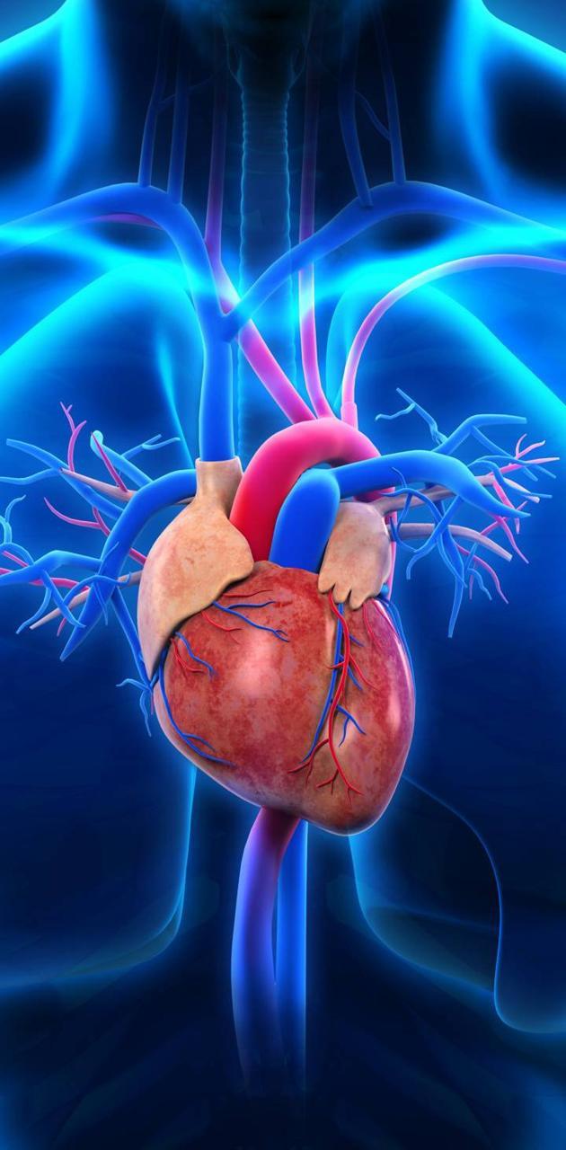 Human Heart HD Wallpapers - Top Free Human Heart HD Backgrounds ...