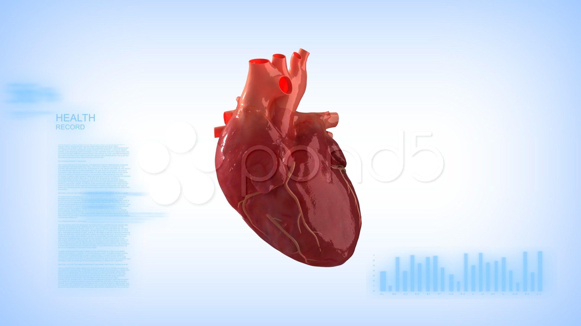 Human Heart HD Wallpapers - Top Free Human Heart HD Backgrounds ...