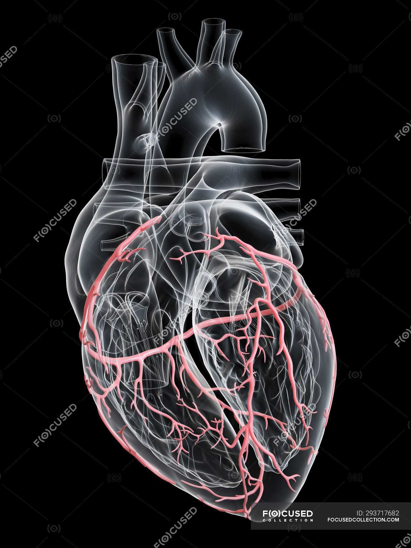 Human Heart HD Wallpapers - Top Free Human Heart HD Backgrounds ...