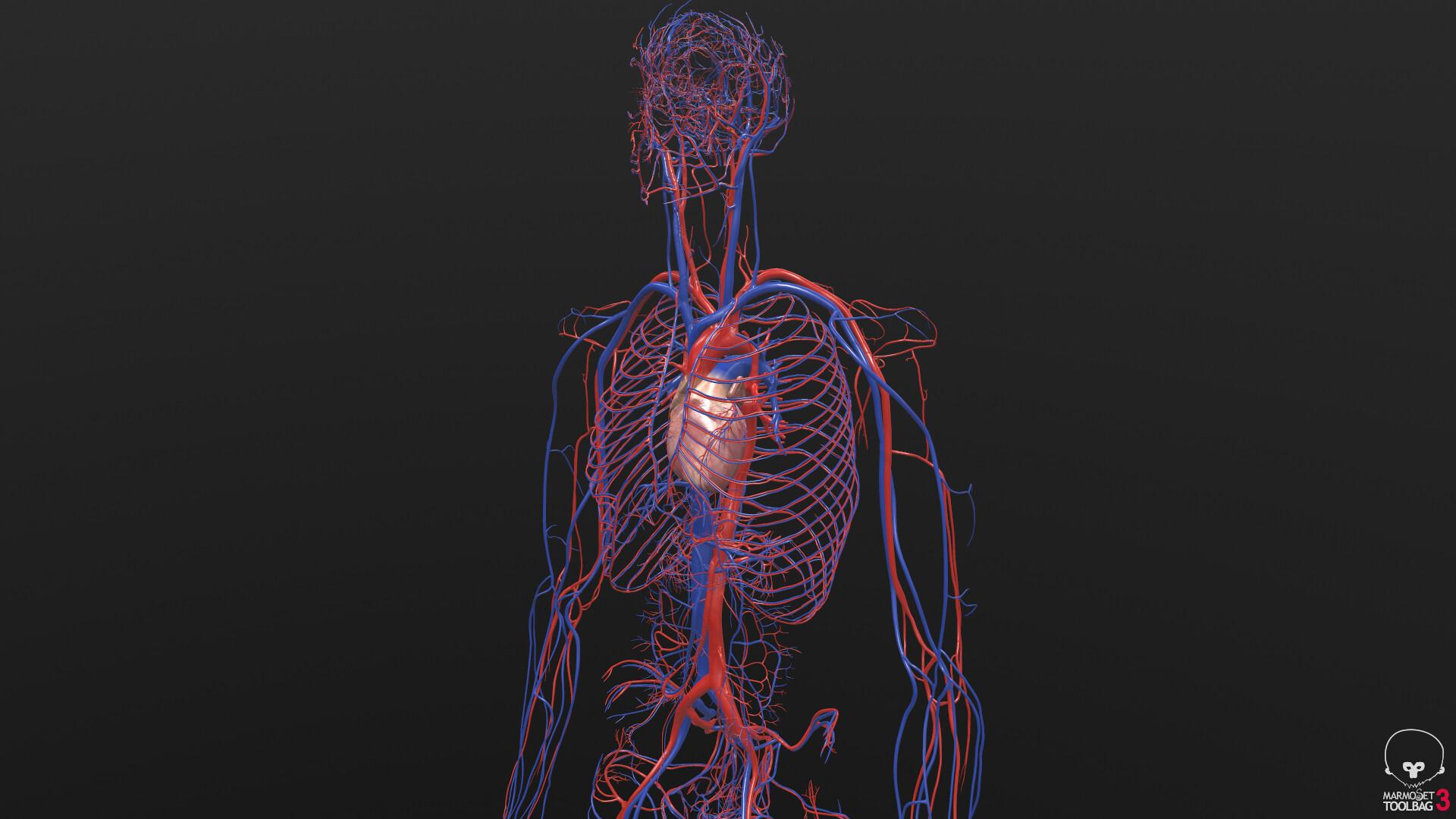 Human Heart HD Wallpapers - Top Free Human Heart HD Backgrounds ...