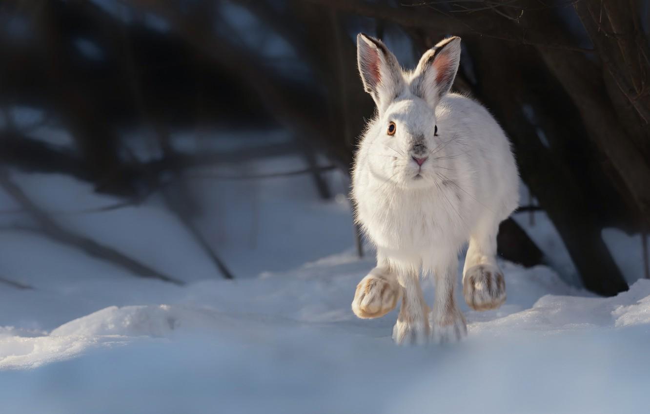 Snow Rabbit Desktop Wallpapers - Top Free Snow Rabbit Desktop ...