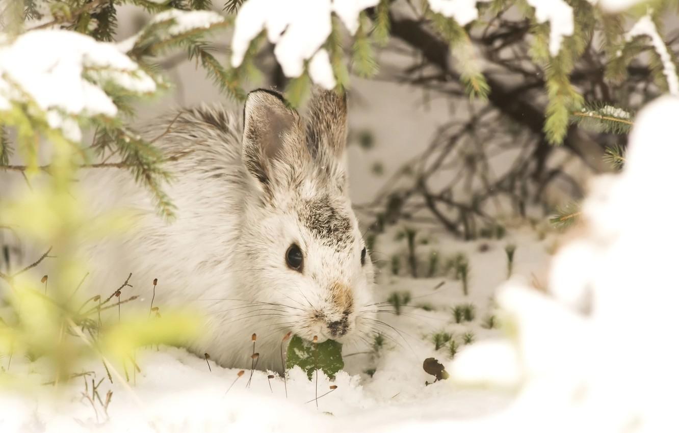 Snow Rabbit Desktop Wallpapers - Top Free Snow Rabbit Desktop ...
