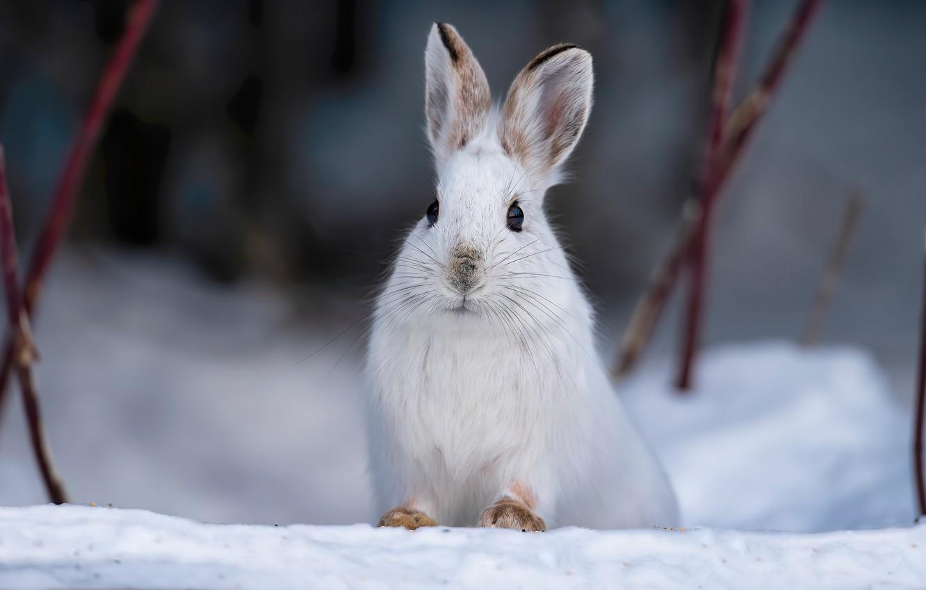 Snow Rabbit Desktop Wallpapers - Top Free Snow Rabbit Desktop ...