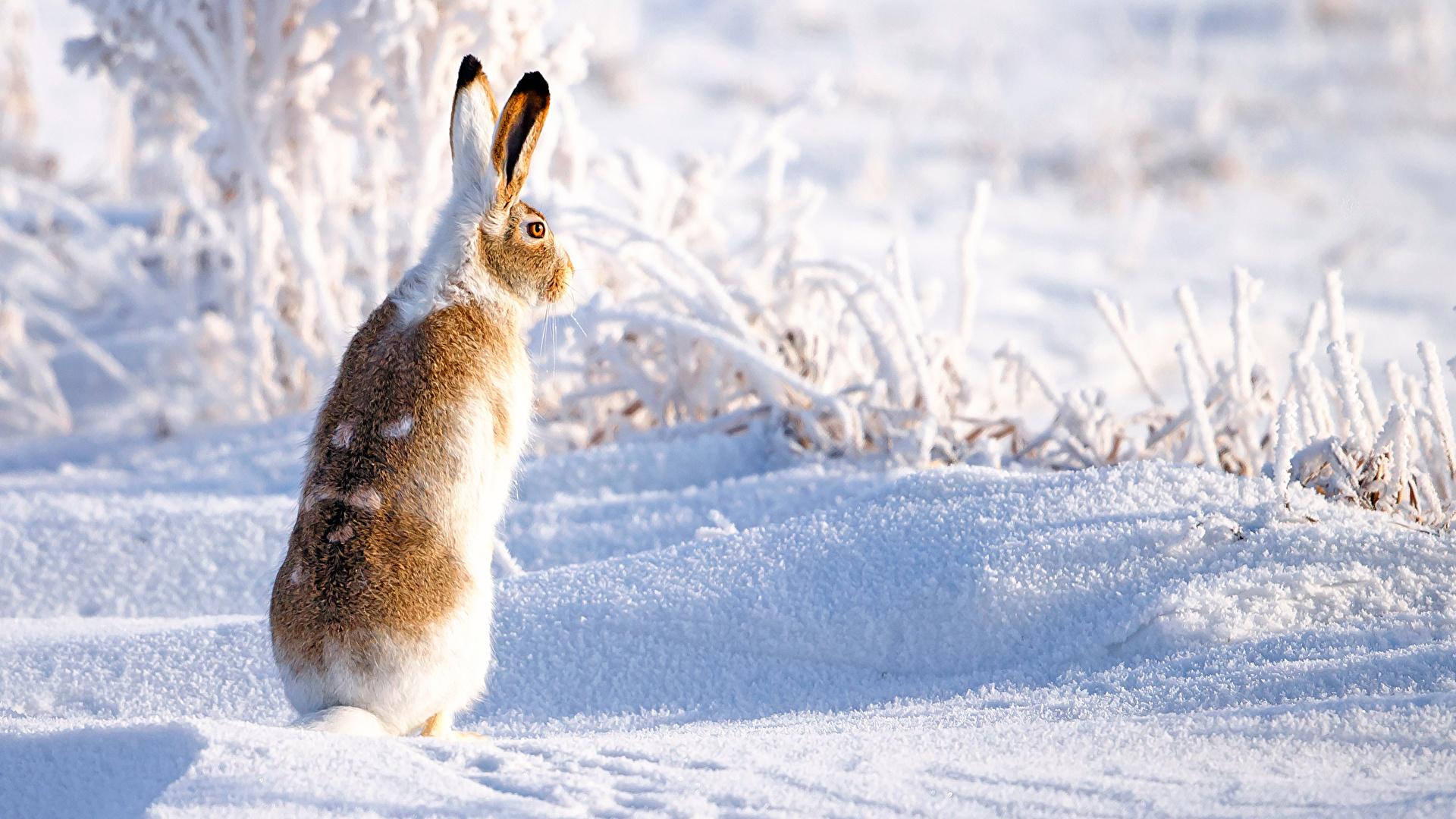 Snow Rabbit Desktop Wallpapers - Top Free Snow Rabbit Desktop ...