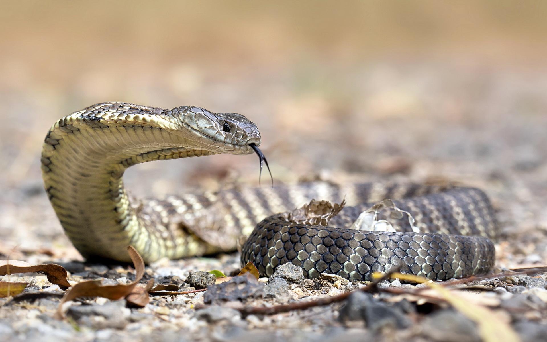 Tiger Snake Wallpapers - Top Free Tiger Snake Backgrounds - WallpaperAccess