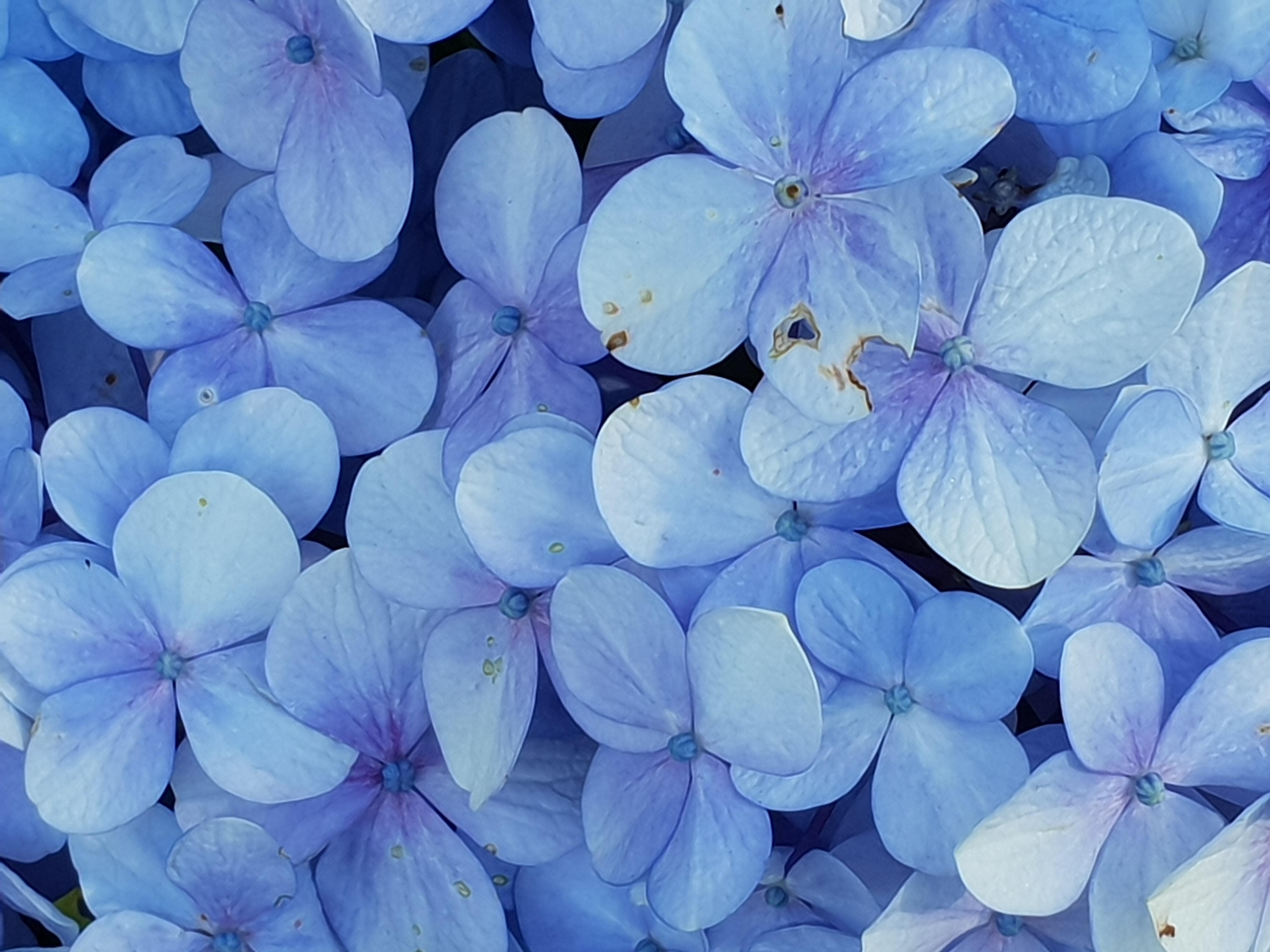Pretty Blue Flower Wallpapers - Top Free Pretty Blue Flower Backgrounds ...