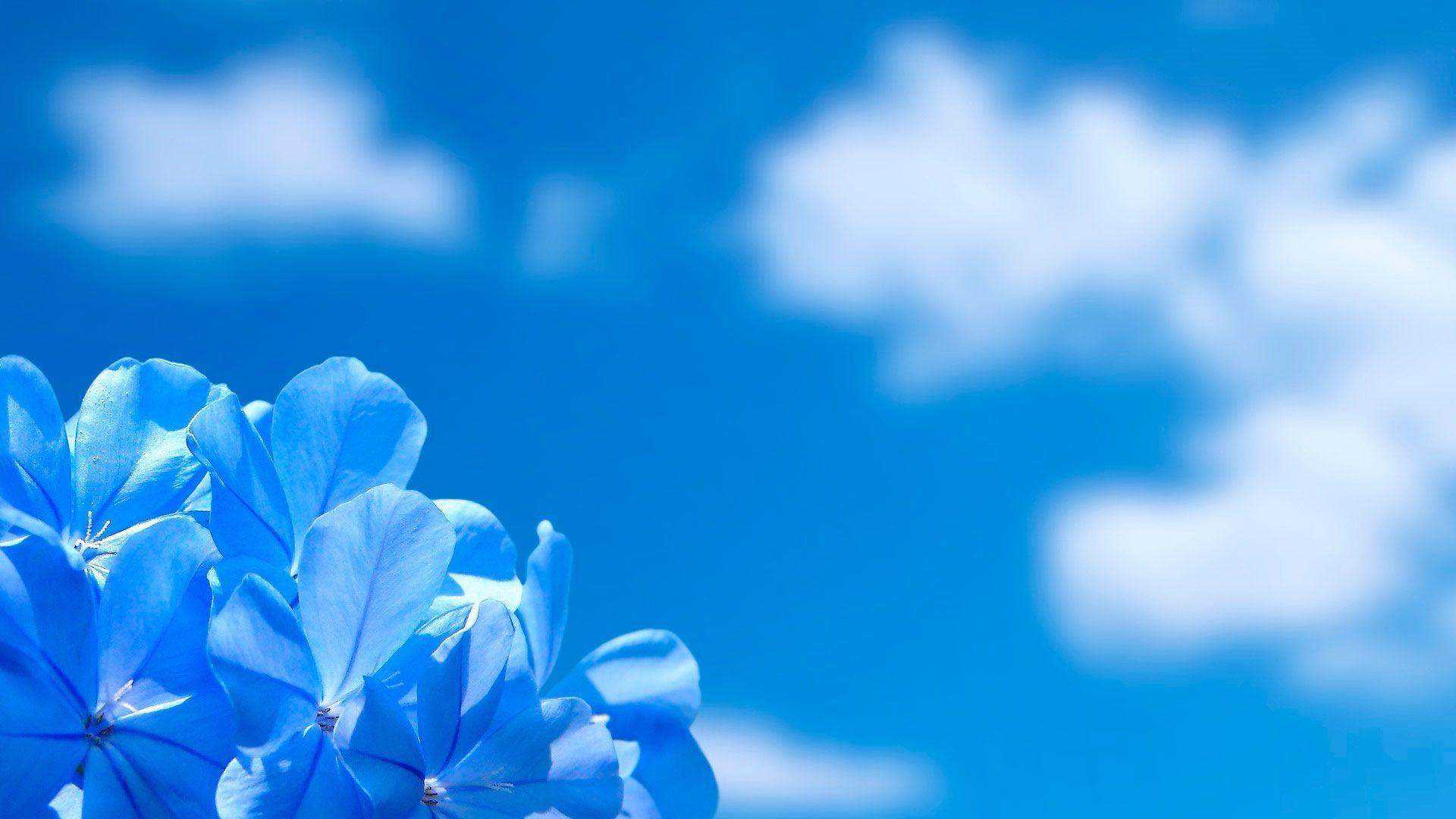 Pretty Blue Flower Wallpapers - Top Free Pretty Blue Flower Backgrounds ...
