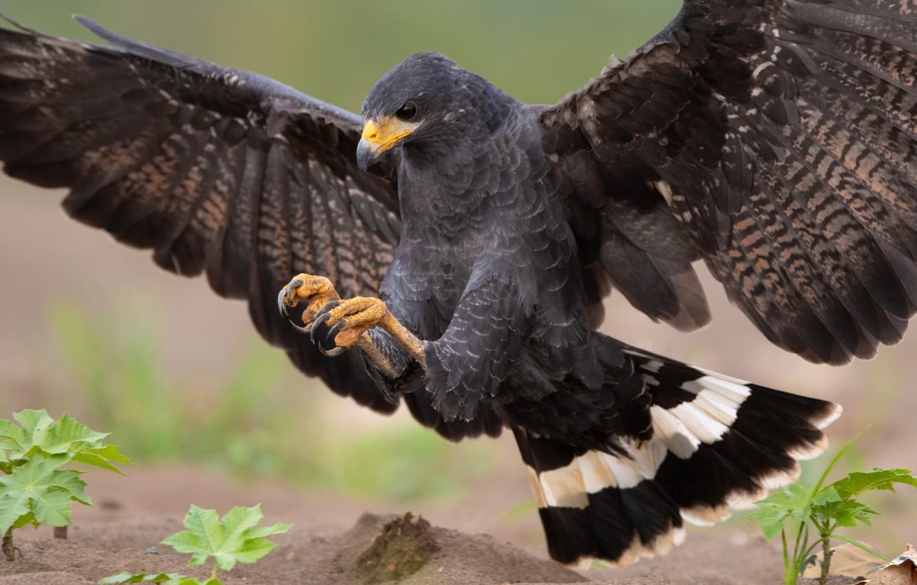 Black Hawk Bird Wallpapers - Top Free Black Hawk Bird Backgrounds ...