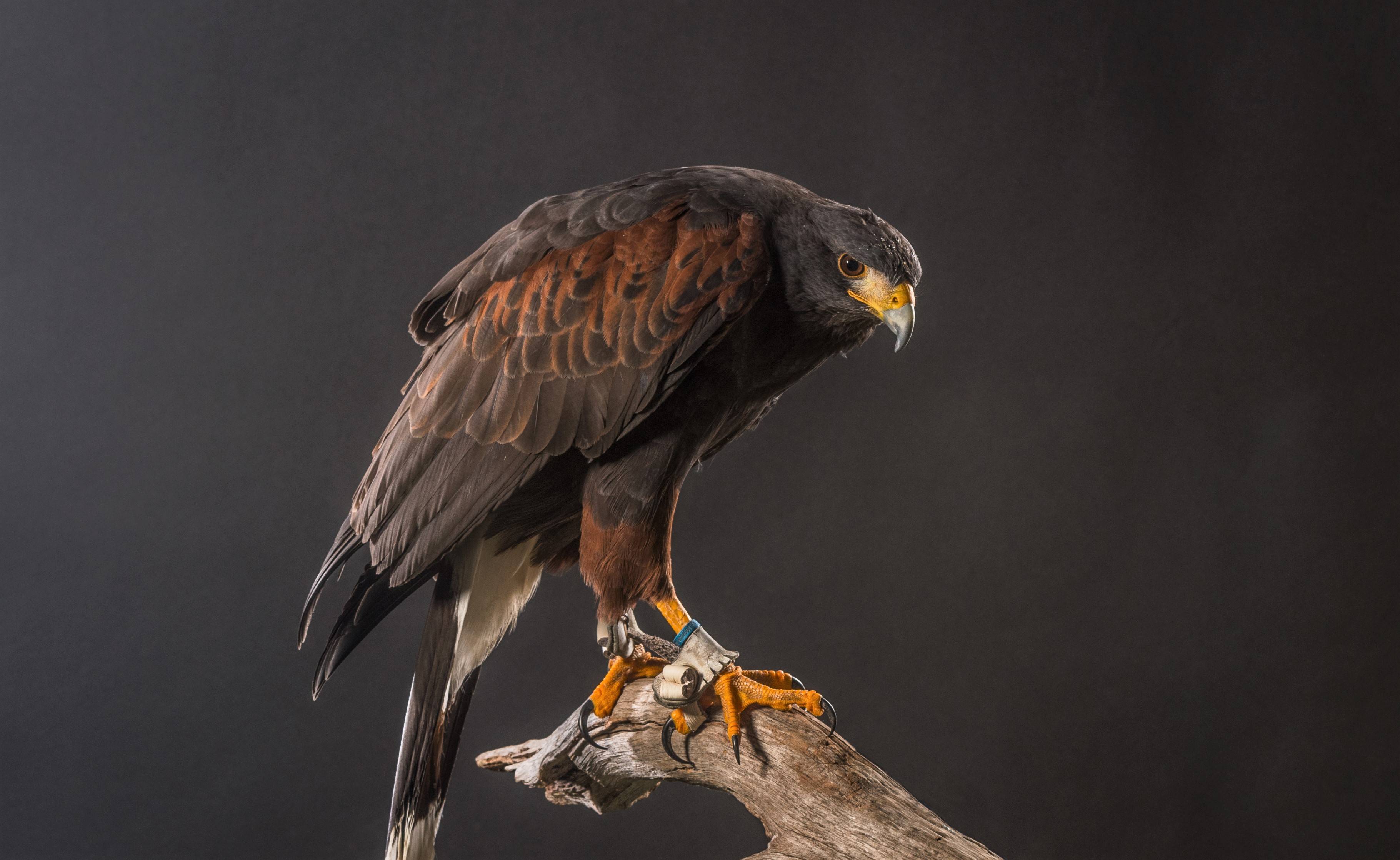 Black Hawk Bird Wallpapers - Top Free Black Hawk Bird Backgrounds ...