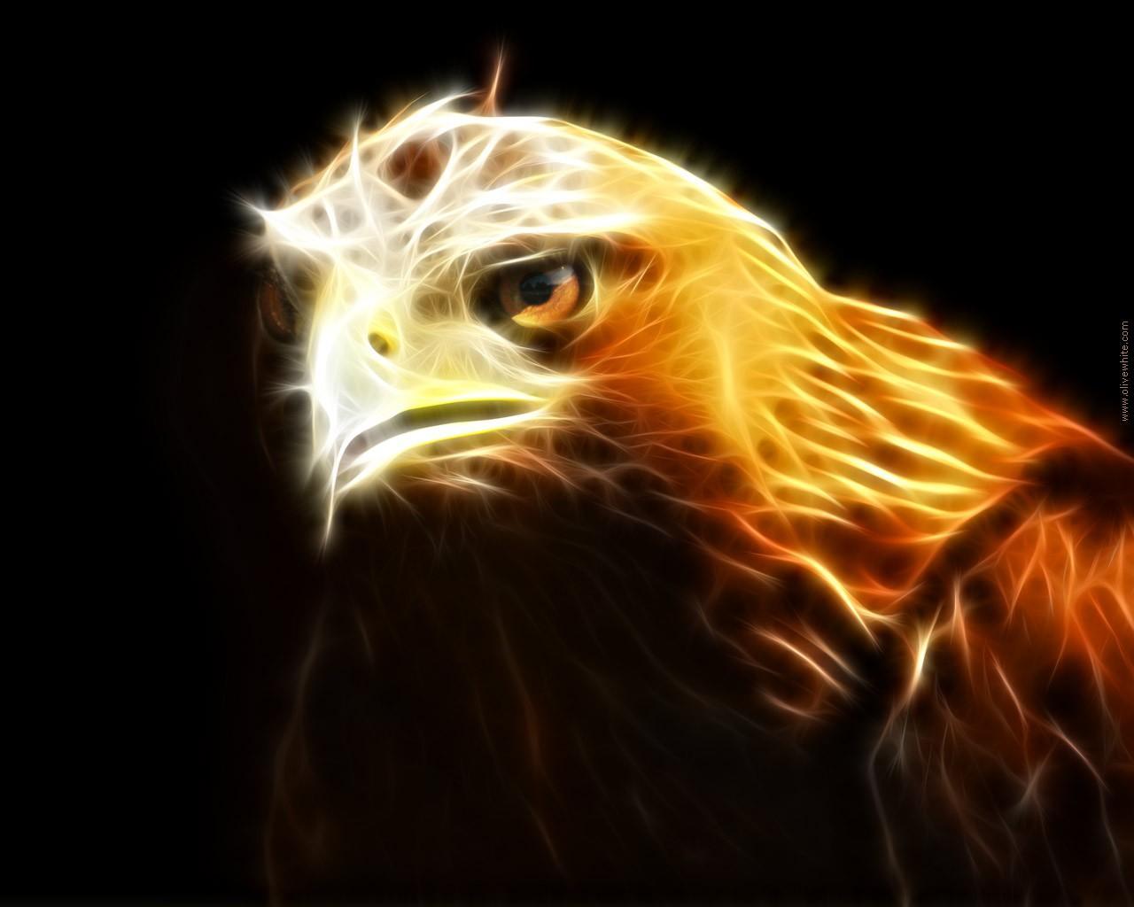 Black Hawk Bird Wallpapers - Top Free Black Hawk Bird Backgrounds ...