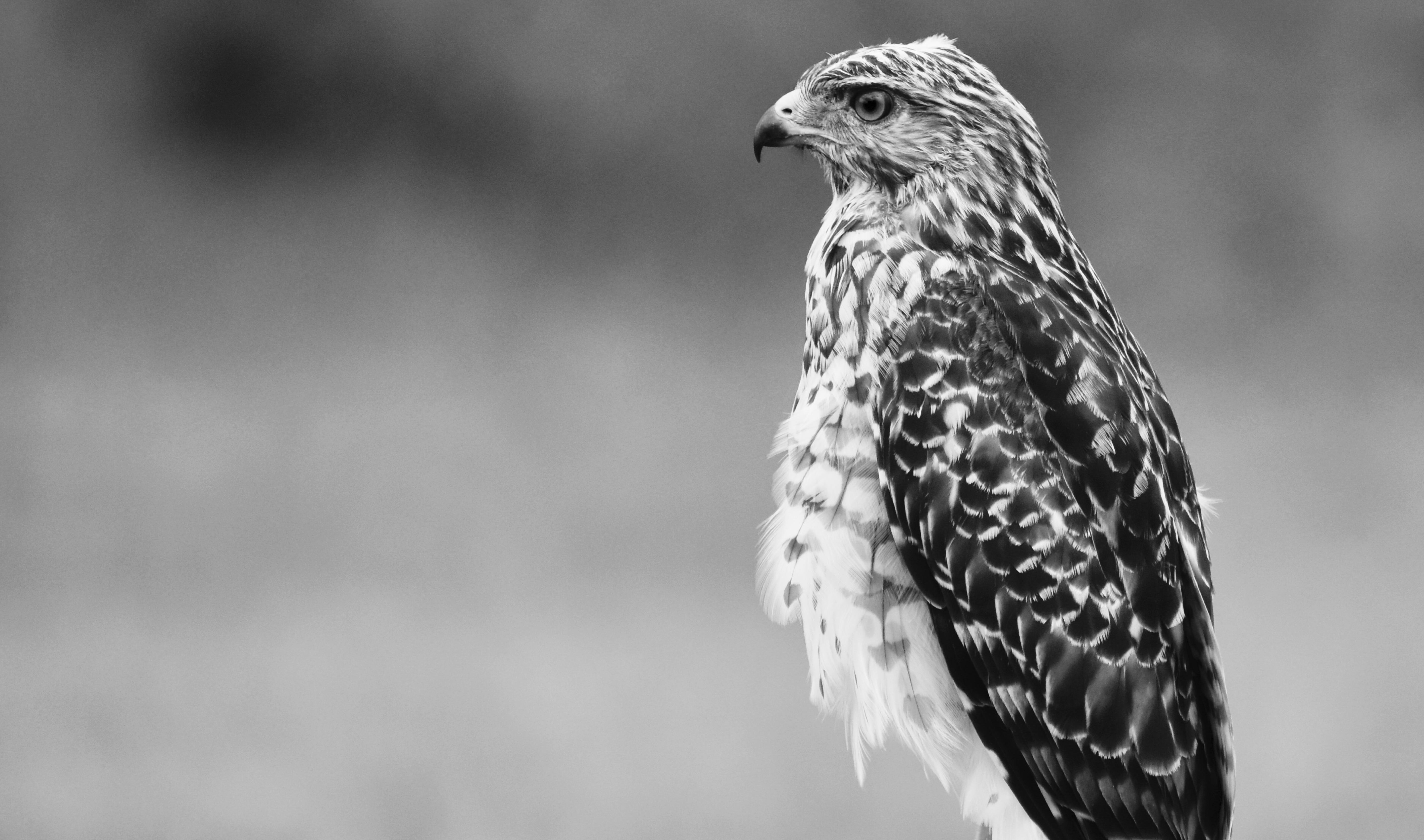 Black Hawk Bird Wallpapers - Top Free Black Hawk Bird Backgrounds ...