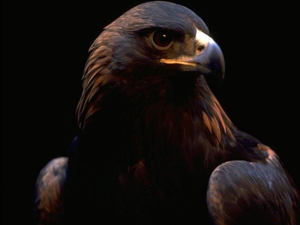 Black Hawk Bird Wallpapers - Top Free Black Hawk Bird Backgrounds ...