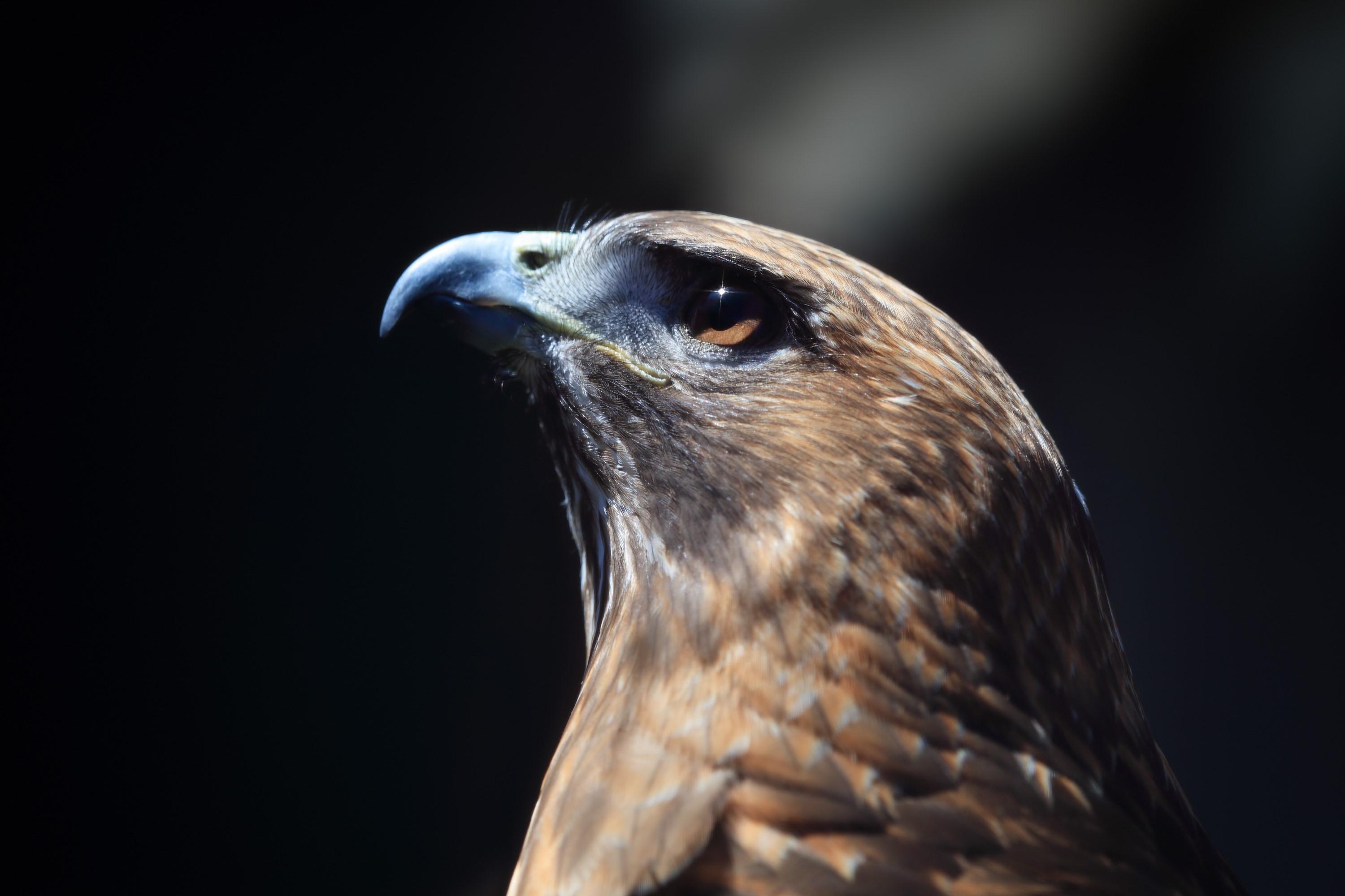 Black Hawk Bird Wallpapers - Top Free Black Hawk Bird Backgrounds ...