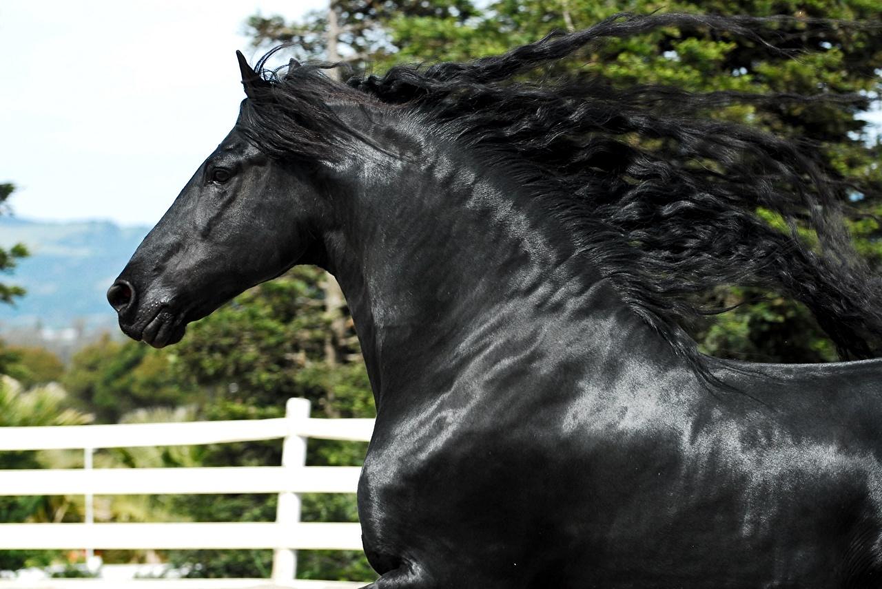 Black Friesian Horse Wallpapers - Top Free Black Friesian Horse ...