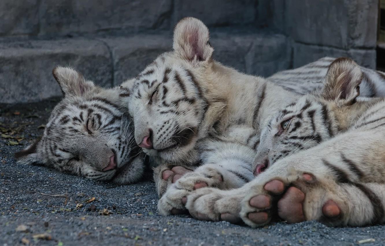 White Tiger Cubs Wallpapers - Top Free White Tiger Cubs Backgrounds ...
