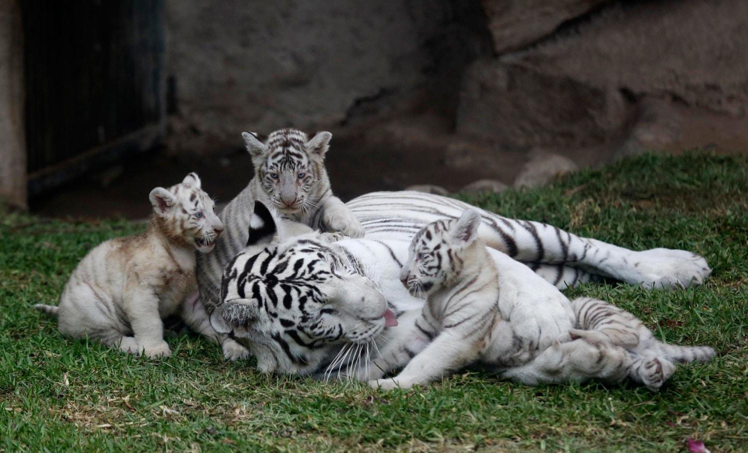 White Tiger Cubs Wallpapers - Top Free White Tiger Cubs Backgrounds ...