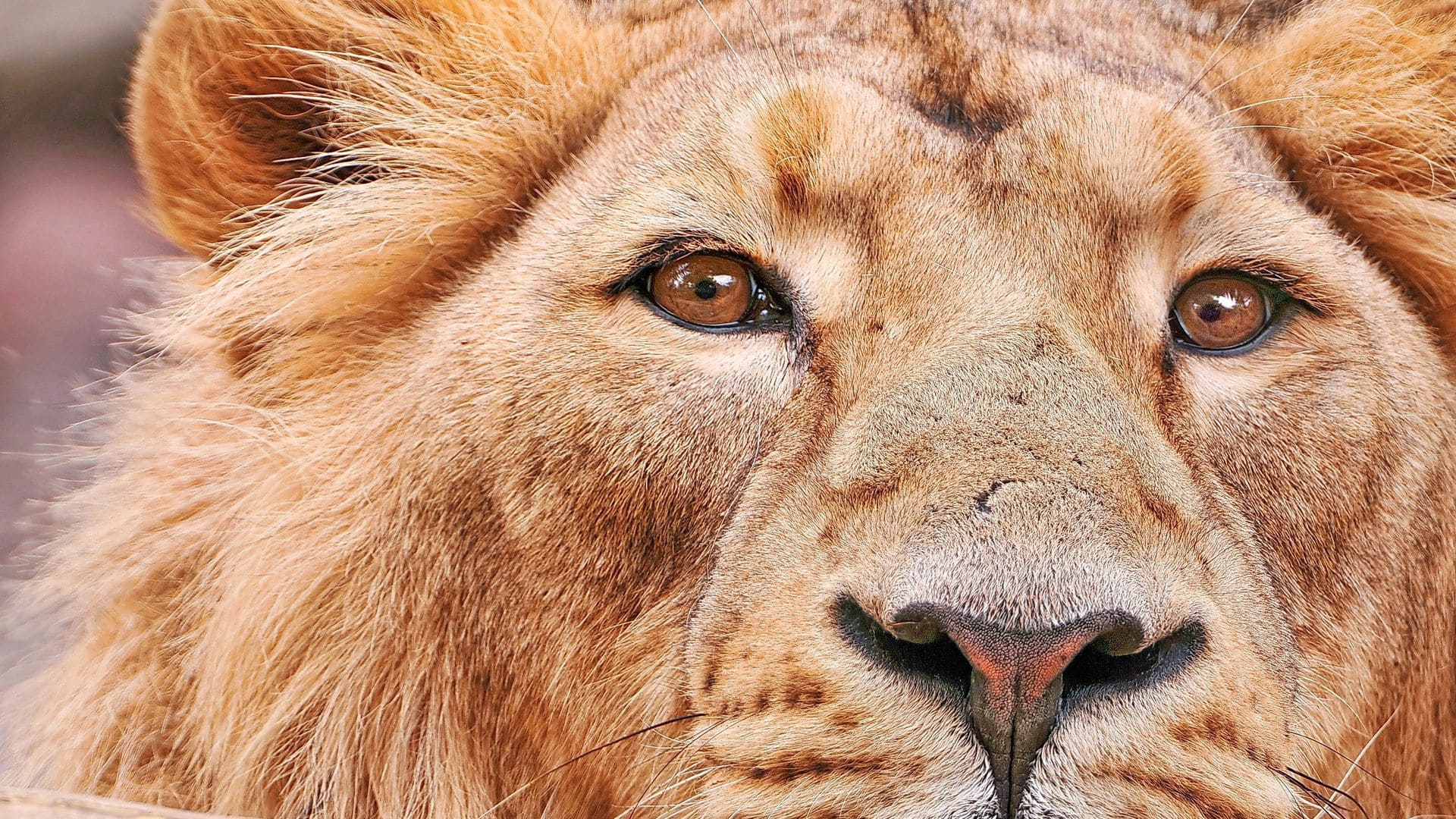 Colorful Lion HD Desktop Wallpapers - Top Free Colorful Lion HD Desktop ...
