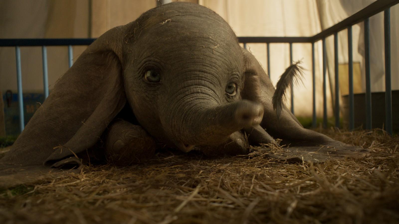 Dumbo HD Wallpapers - Top Free Dumbo HD Backgrounds - WallpaperAccess